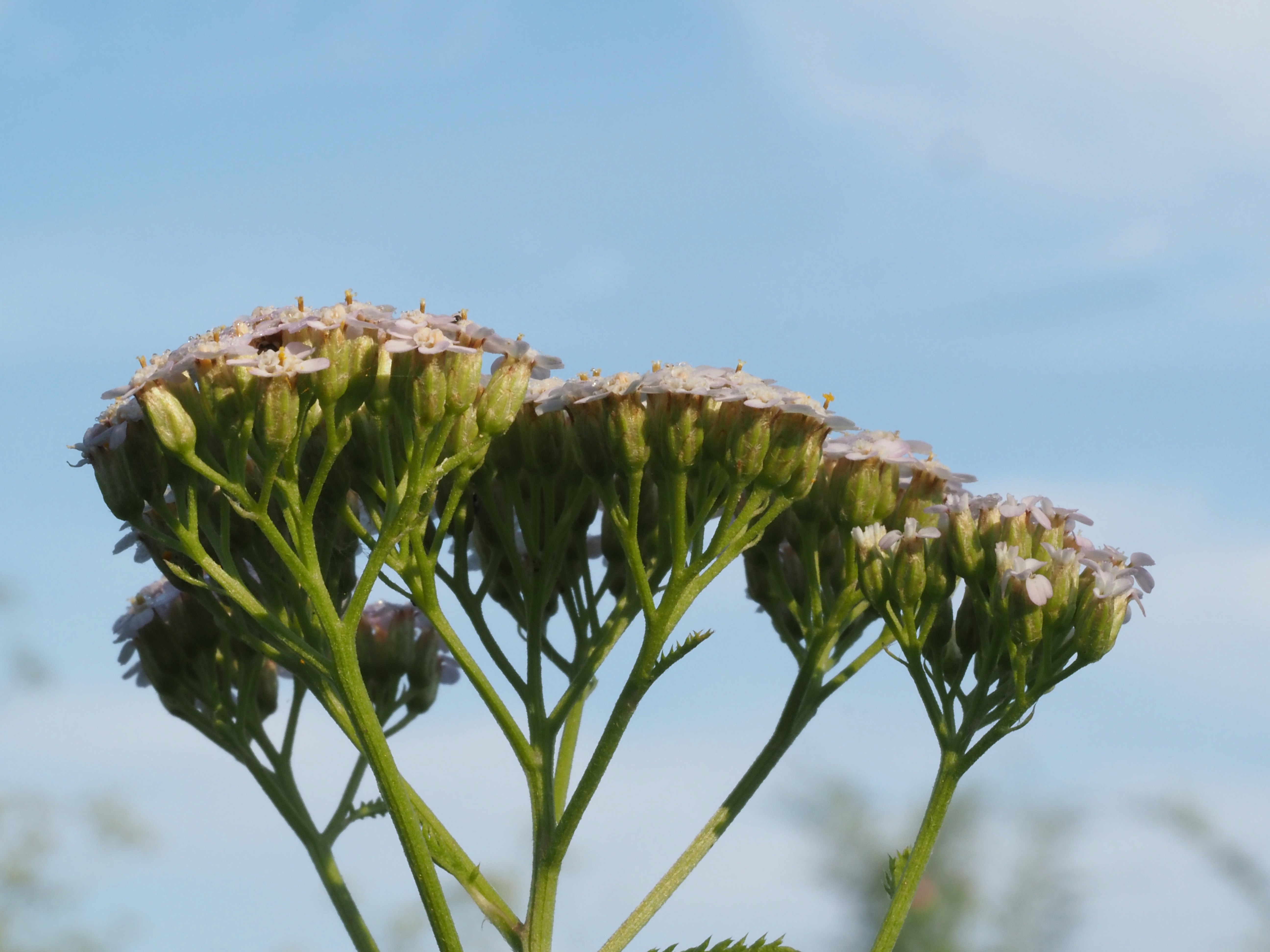Cluster of Queen Anne's Lace in Soft Focus Against a Blue Sky