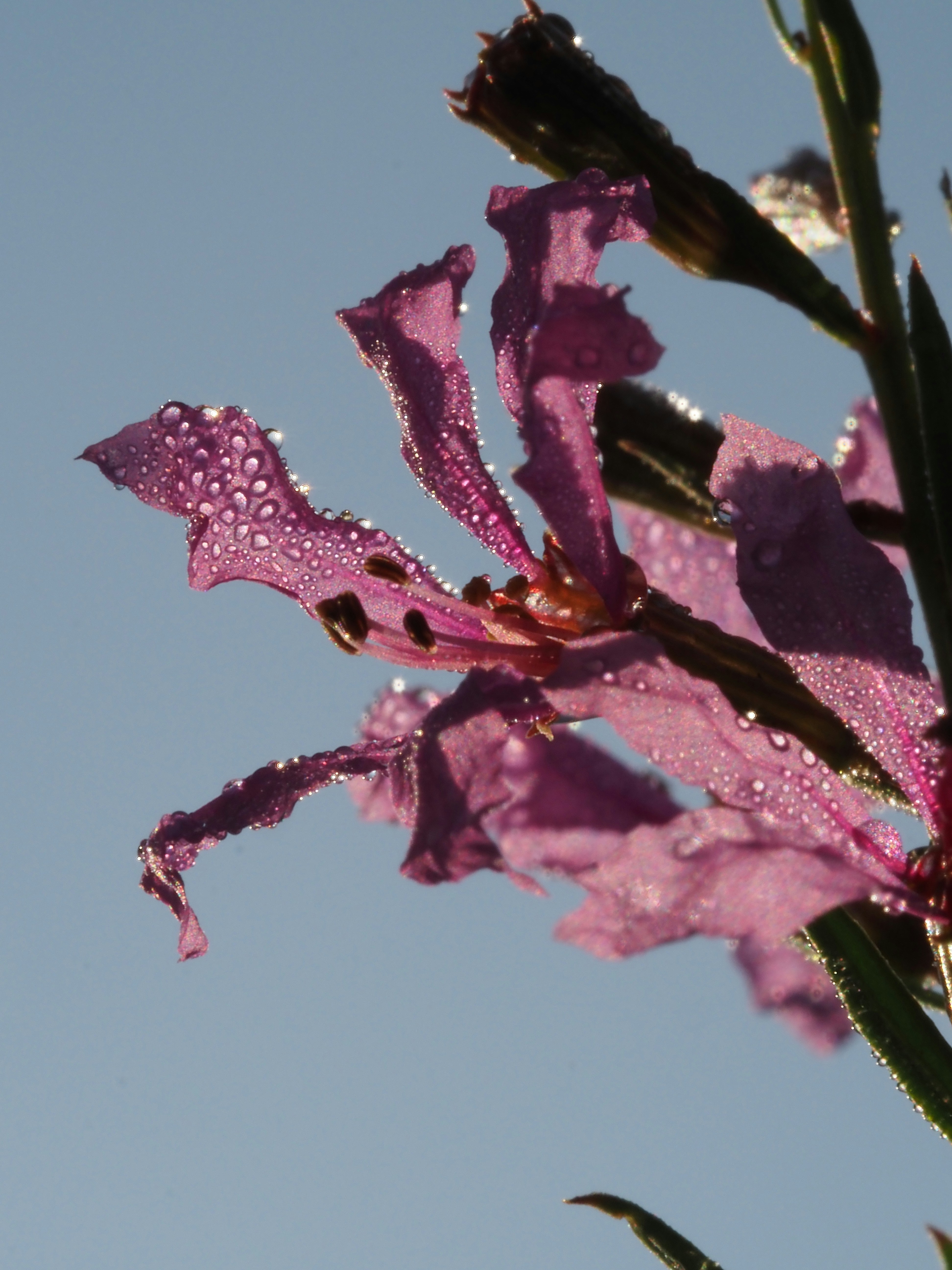 morning dew on the flowers of Lythrum salicaria