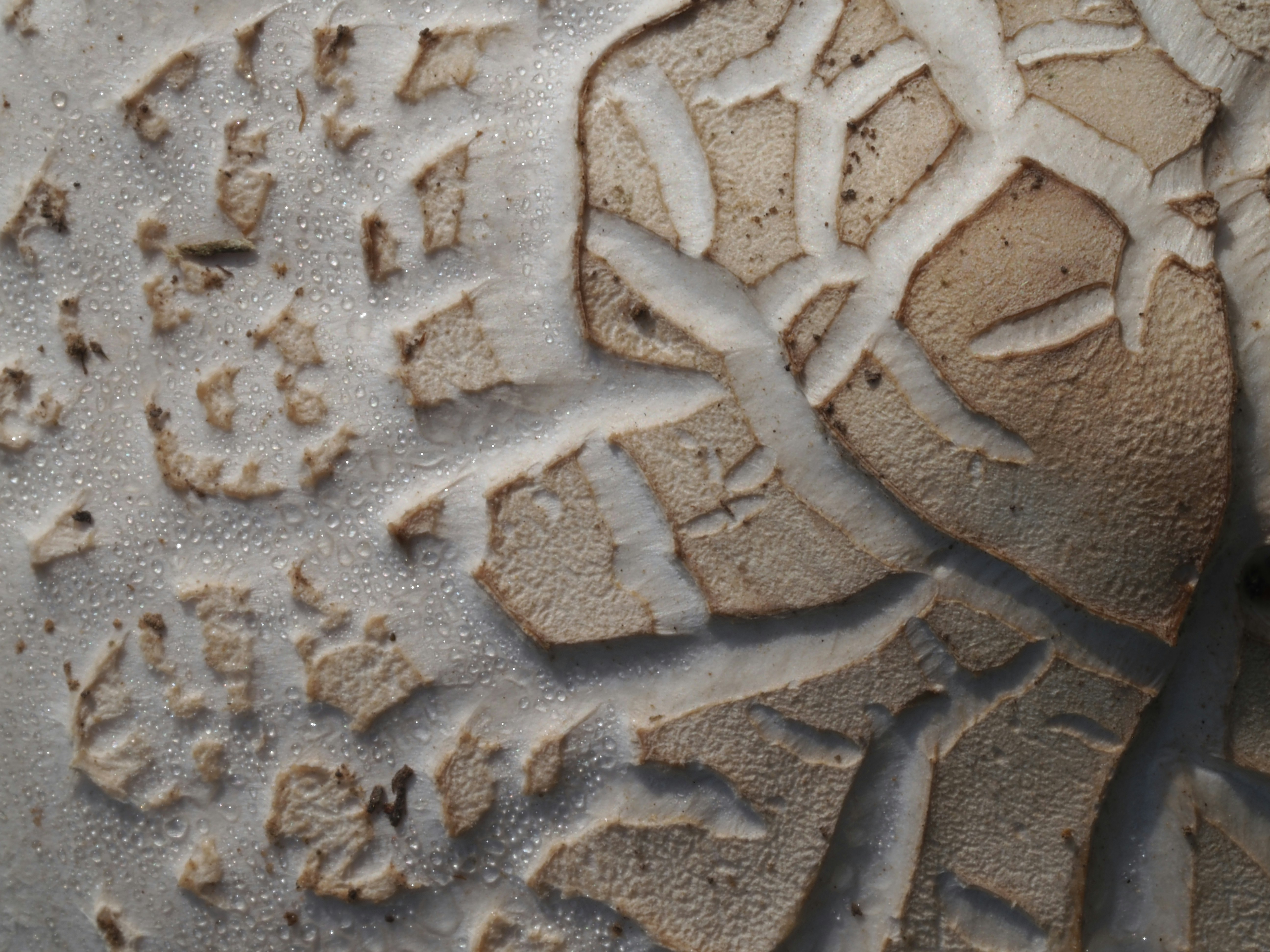 Crack Geometry: a close-up study of sun-baked desert clay