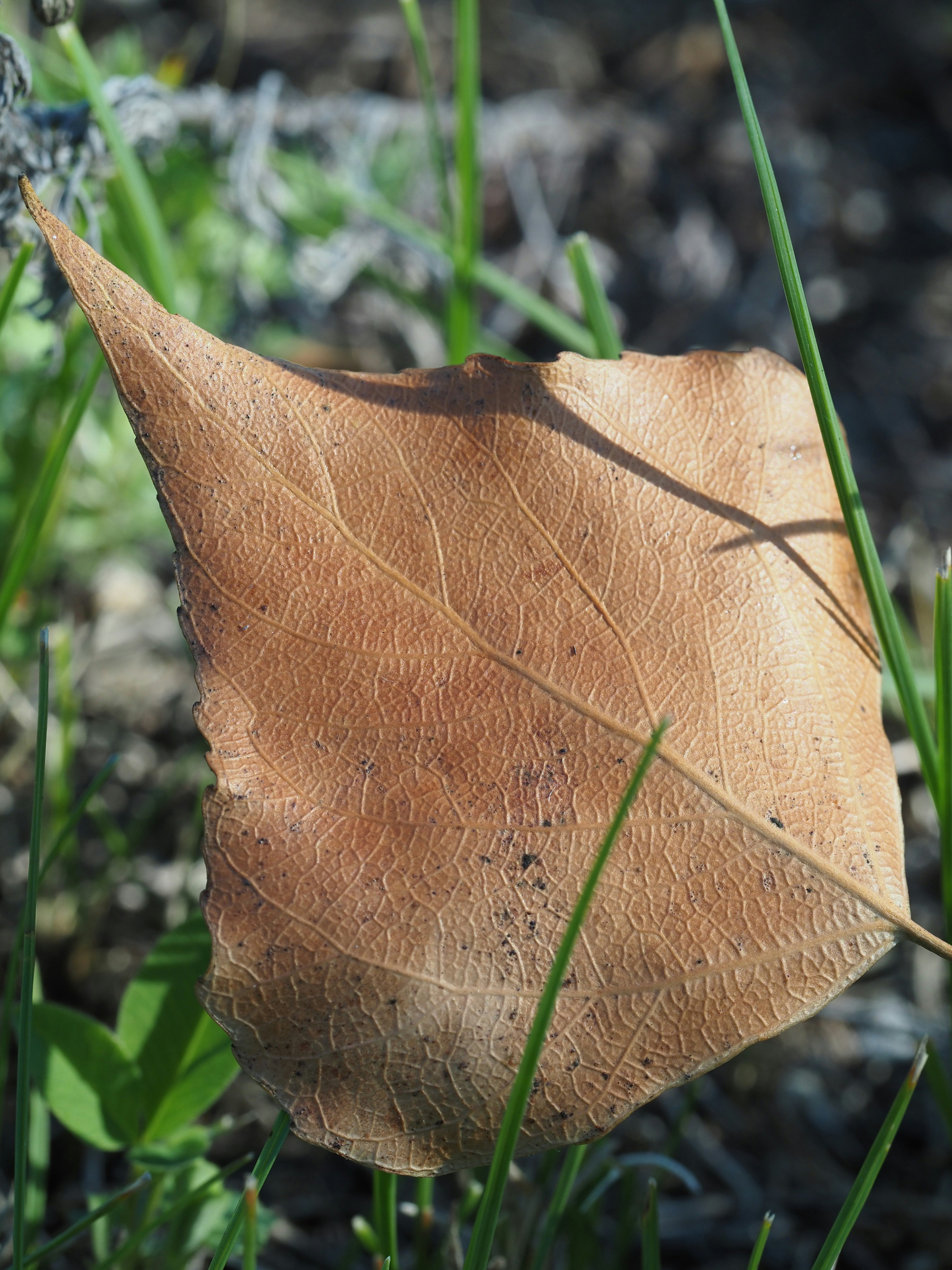 Copper Leaf on a Sunlit Lawn: Veins Tracing Quiet Edges