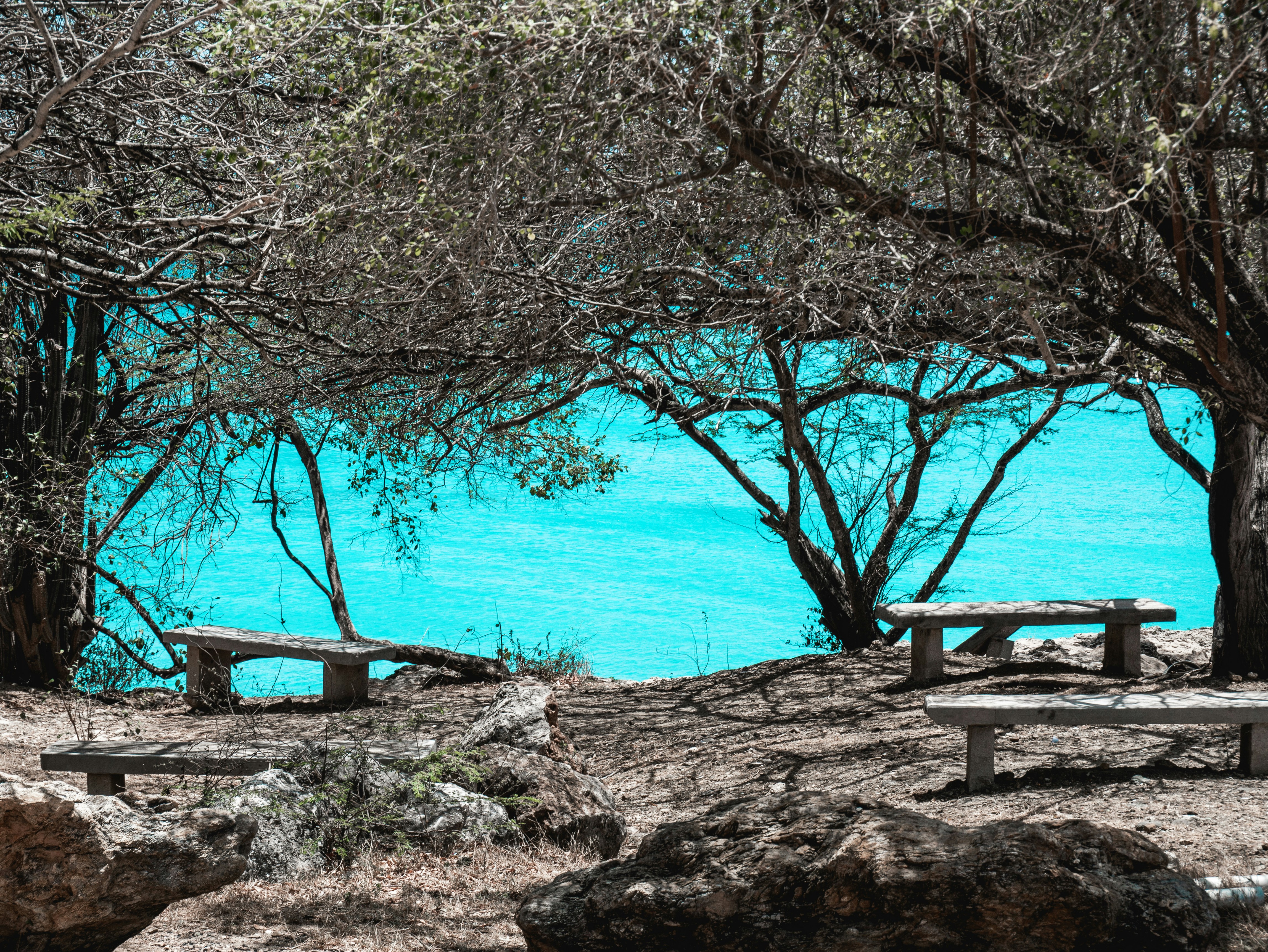 Turquoise water peeks through a grove of leafless trees onto weathered picnic benches along a rocky shore.
