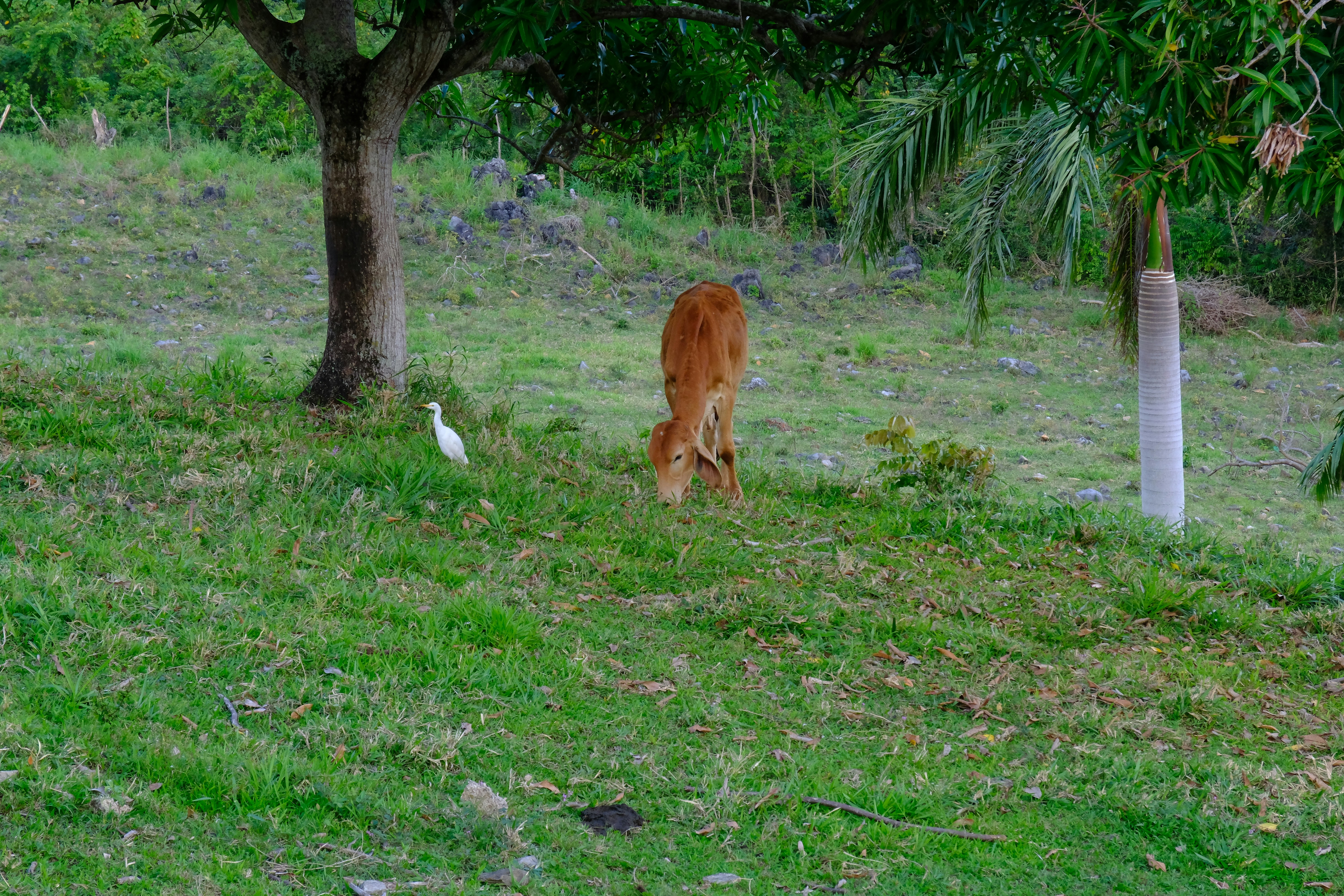 Grazing Deer in a Quiet Park Clearing