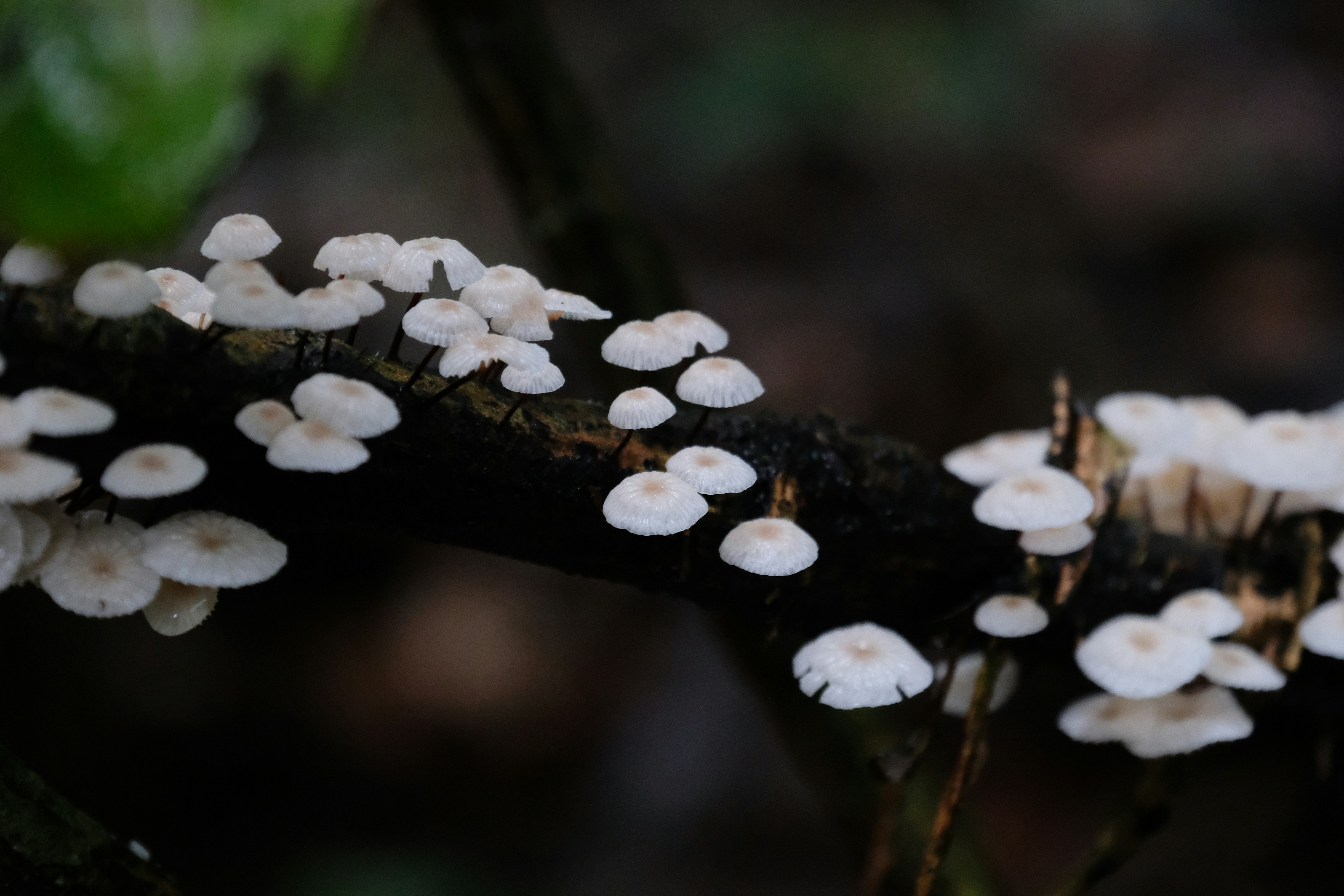 Tiny White Mushrooms Parade Along a Shadowed Log