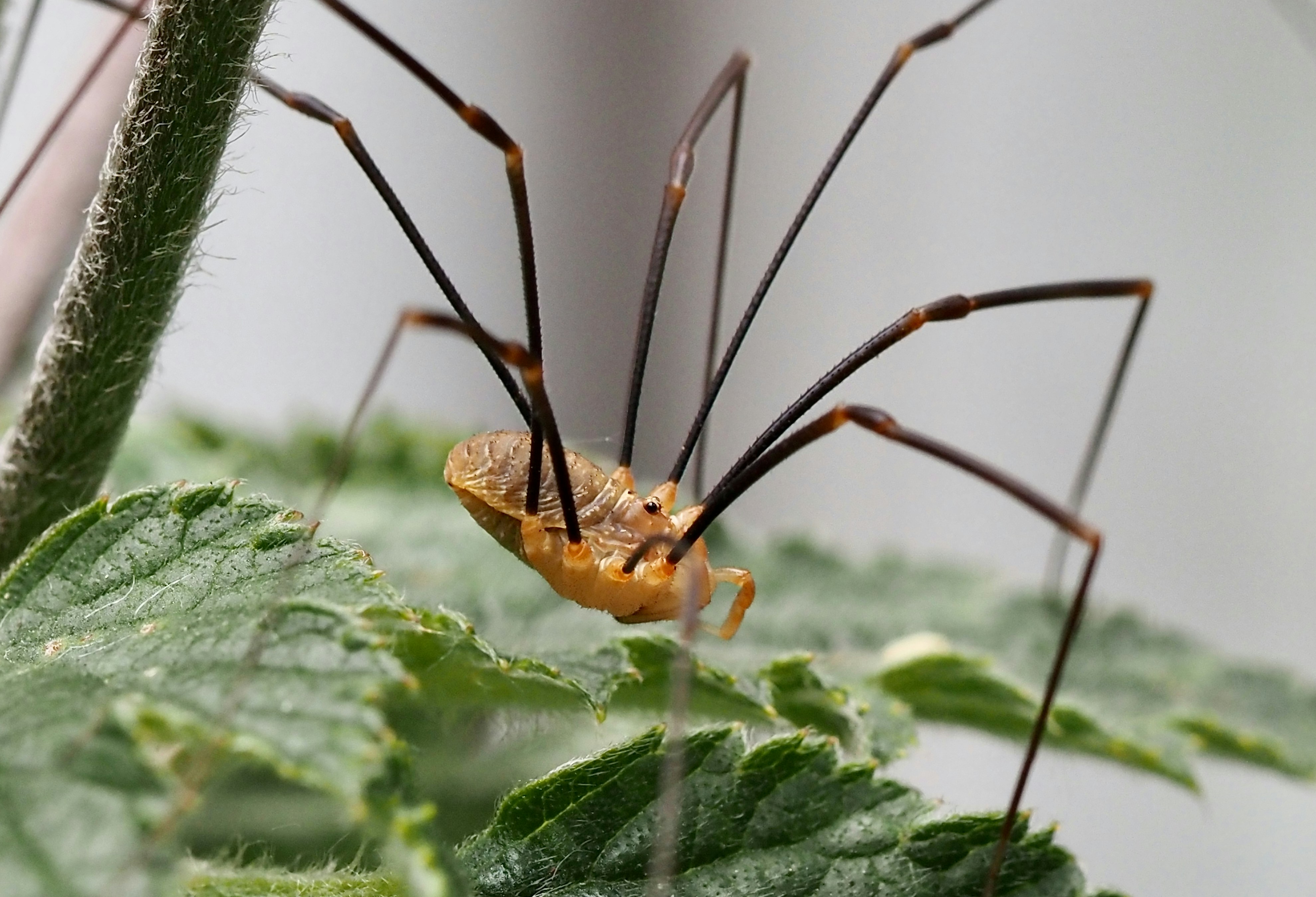 Opilones do not spin silk or build a web and only have two eyes. | a close up of a spider on a leaf