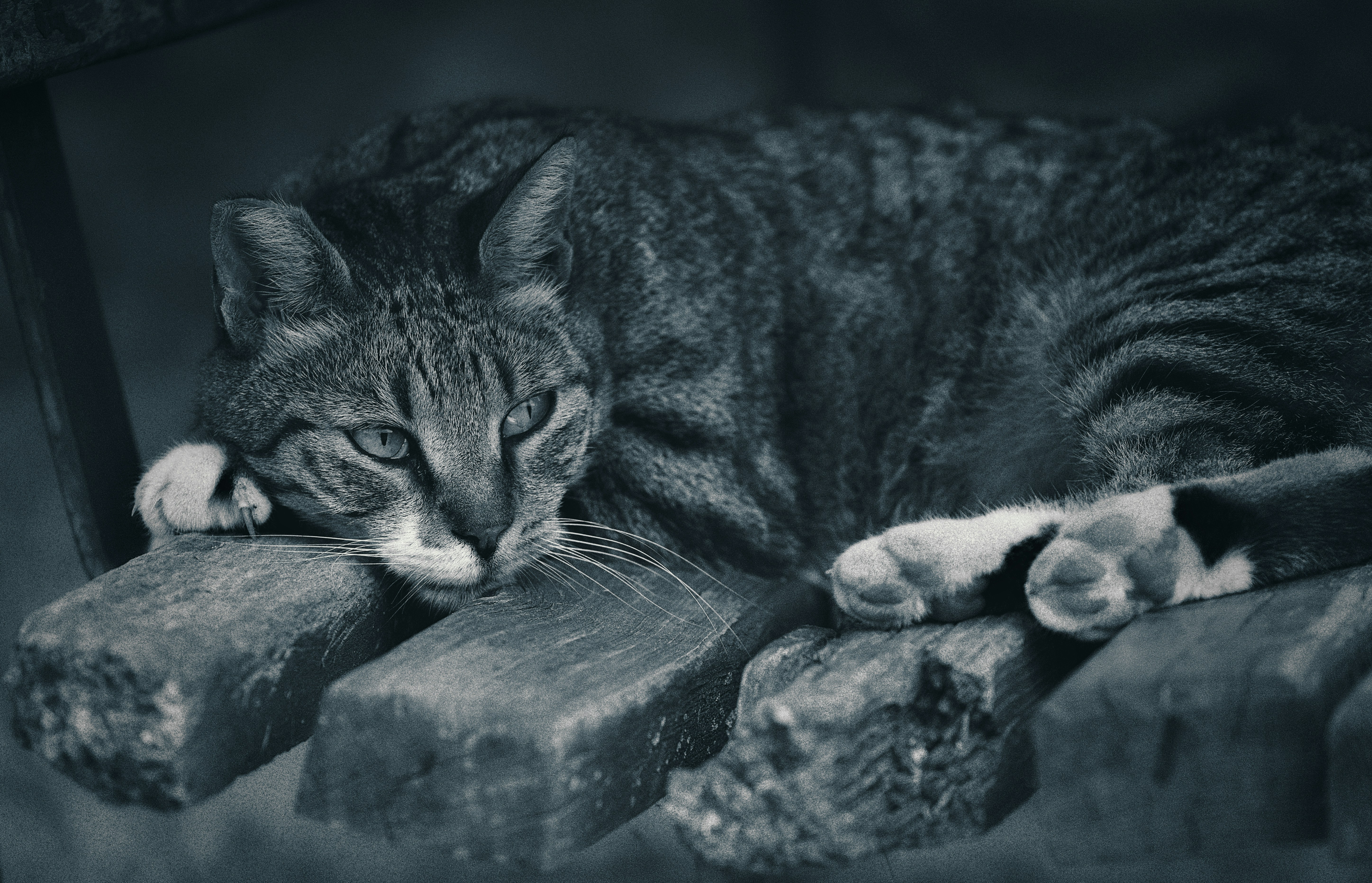 Blue-tinted Slumber: A Tabby's Quiet Repose on Timber