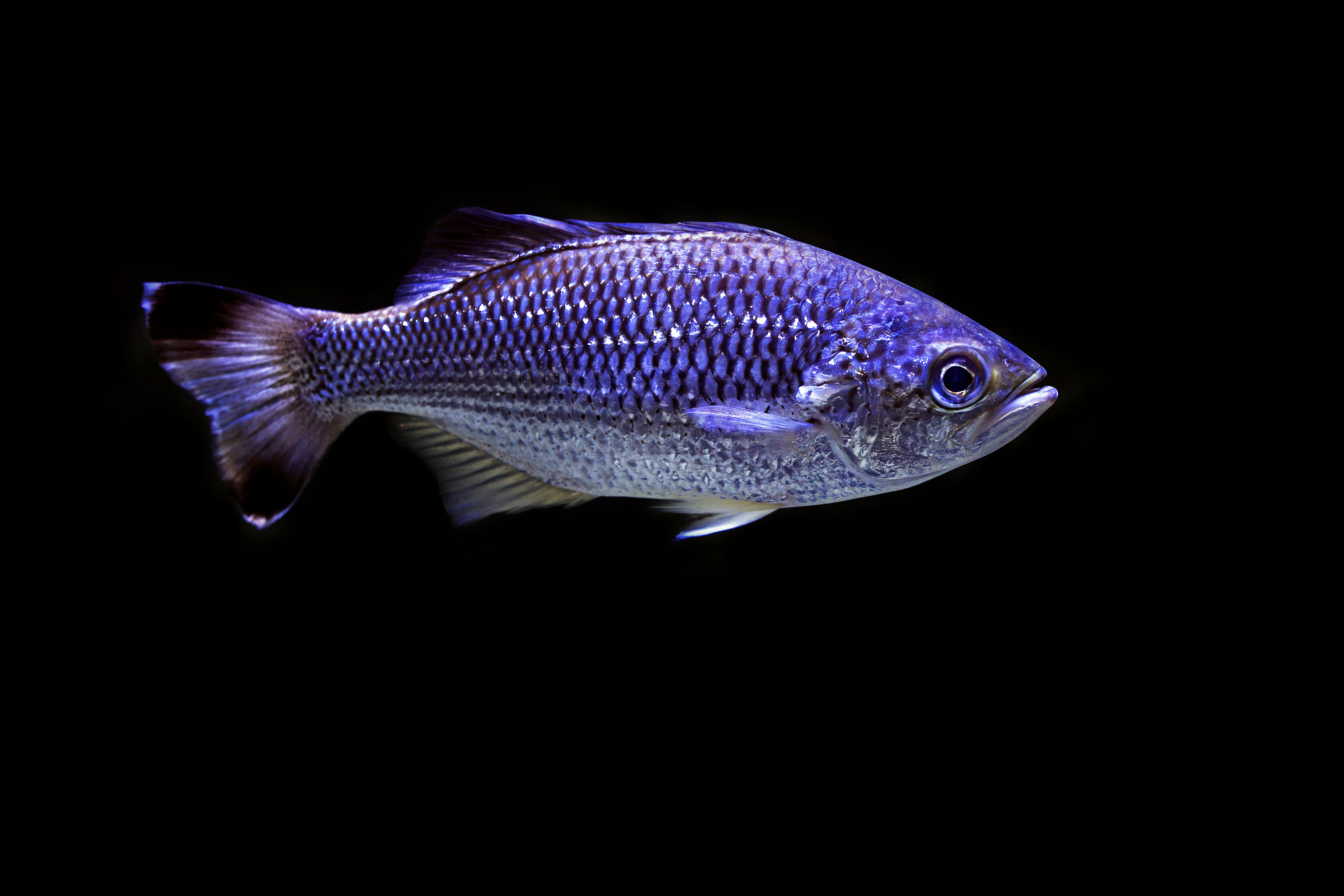 Un poisson bleu avec un fond noir photo – Photo Aquarium de Cairns ...