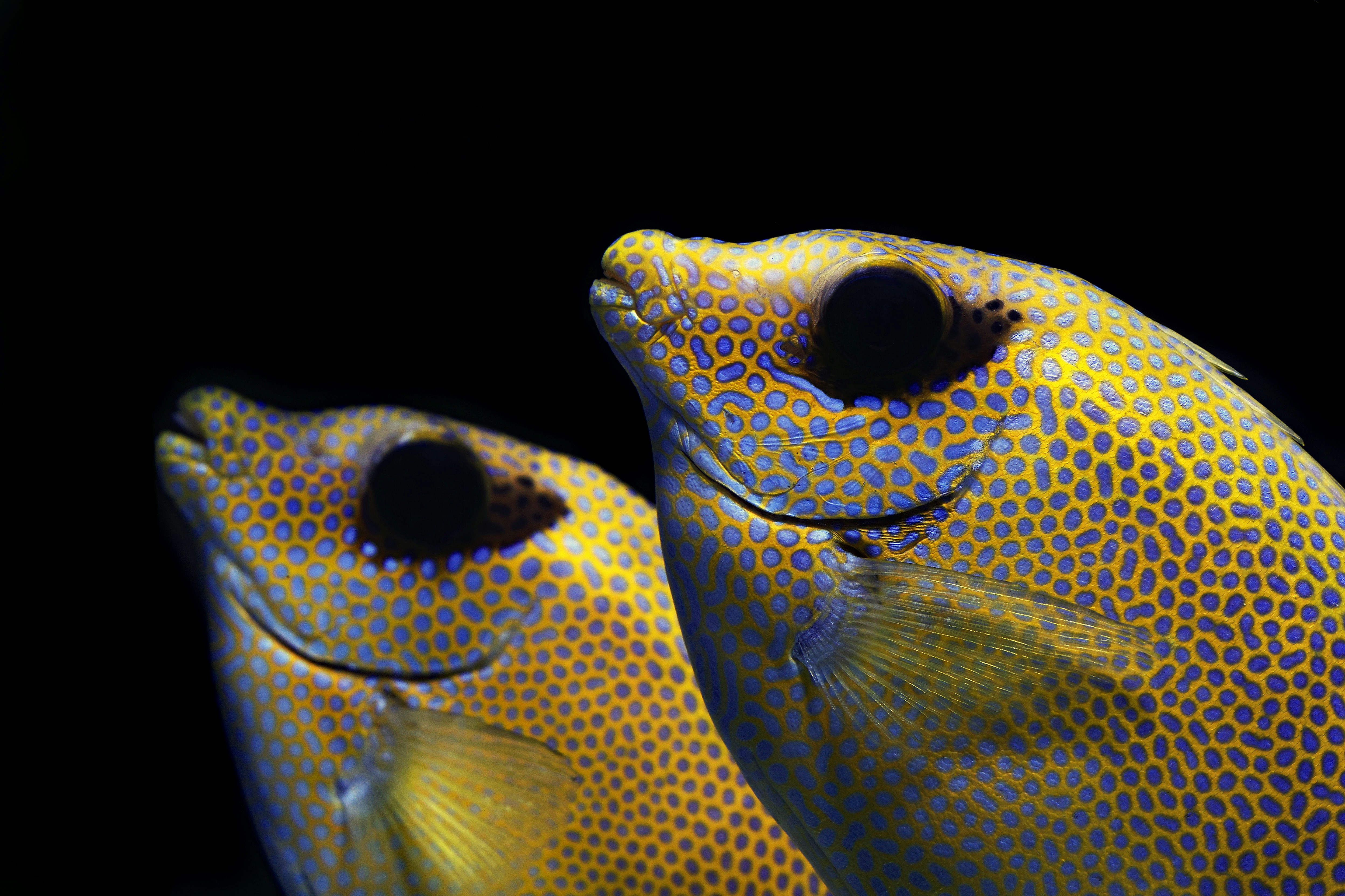 A couple of yellow fish sitting next to each other photo – Free Fish ...
