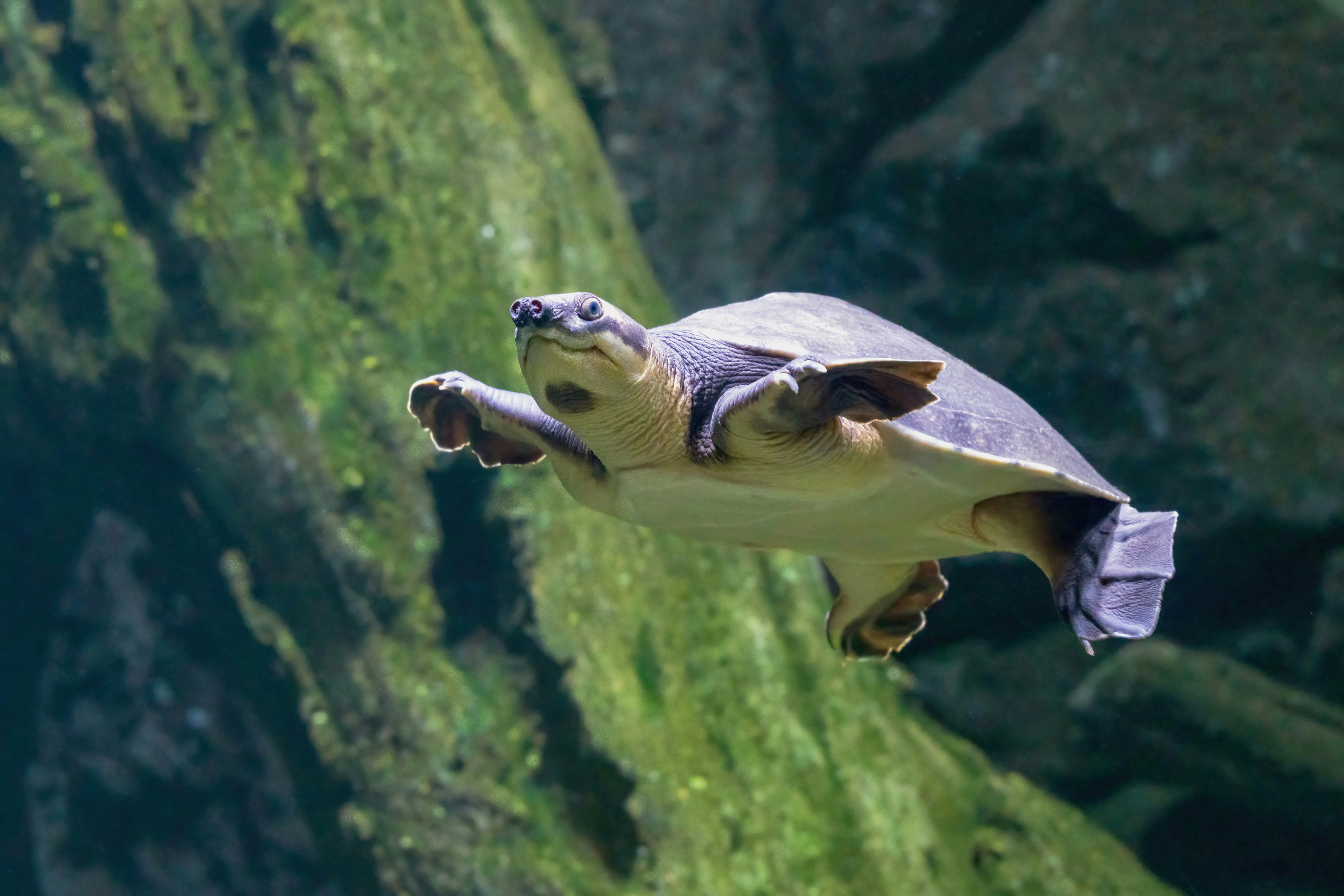Cavern Glide: Sea Turtle Passes Through a Mossy Underwater Passage