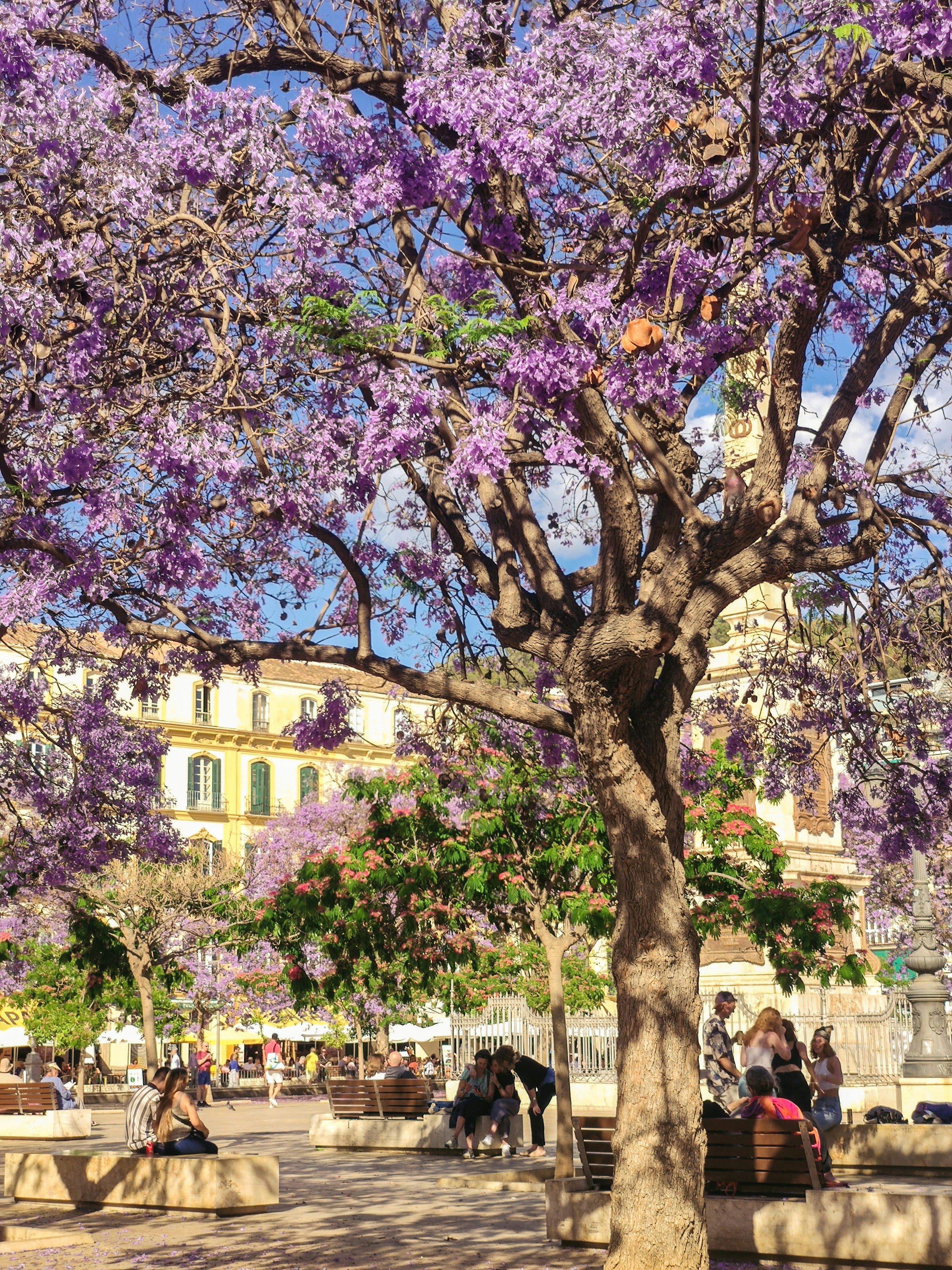 A tree with purple flowers in a plaza photo – Free Spain Image on Unsplash