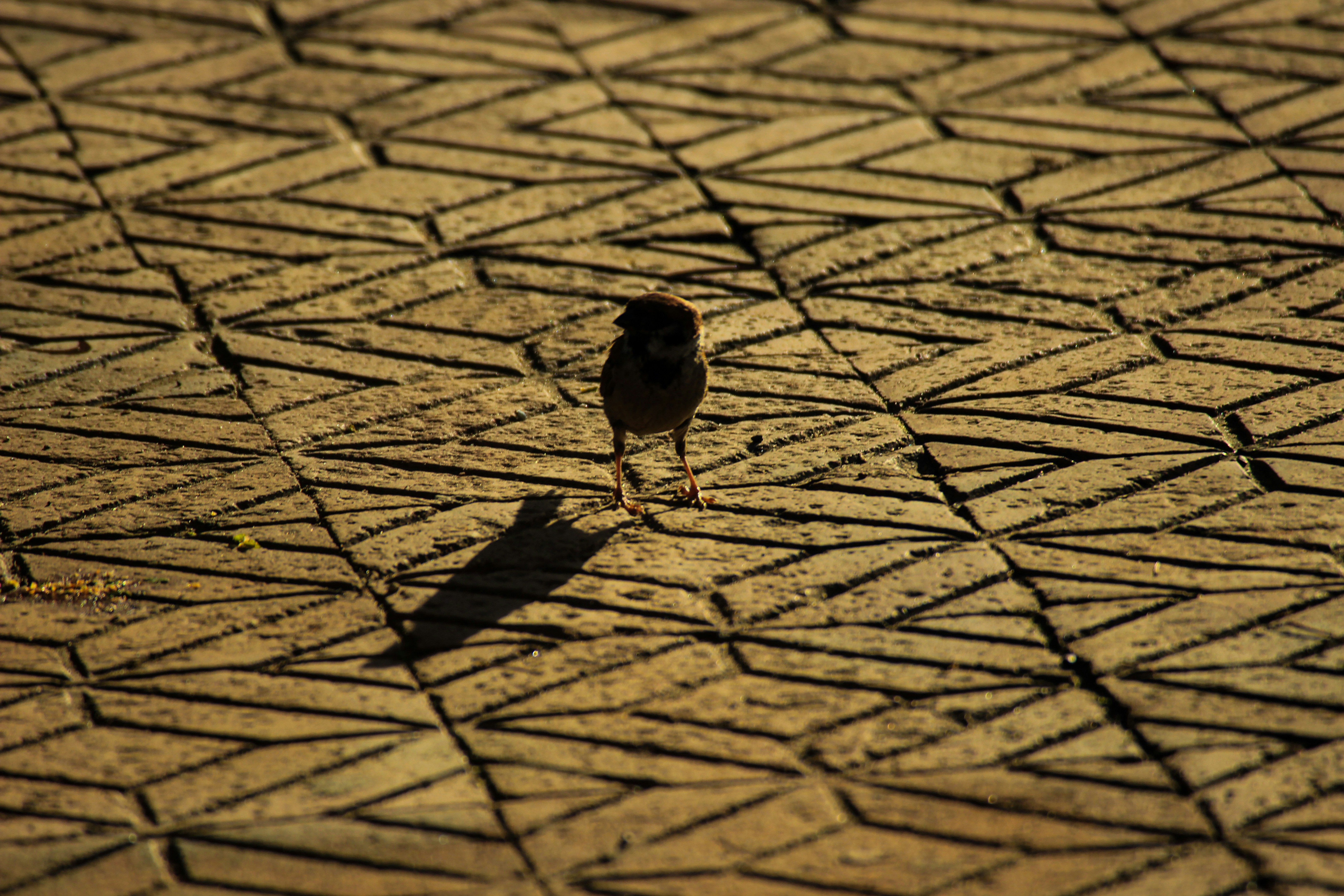 Sparrow on Diamond-Tiled Pavement in Warm Evening Light