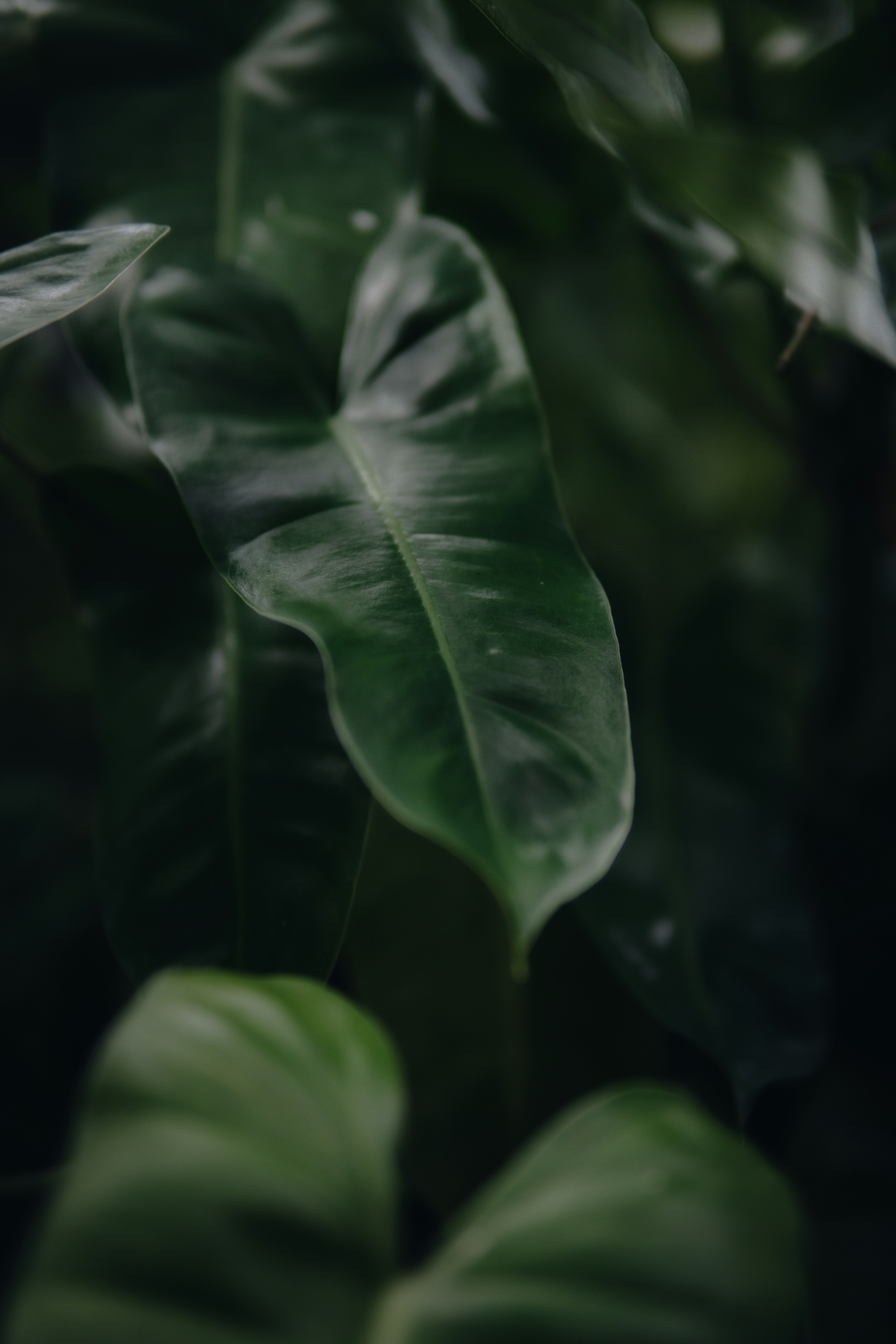 Green Aesthetic Wallpaper Pictures | Download Free Images on Unsplash