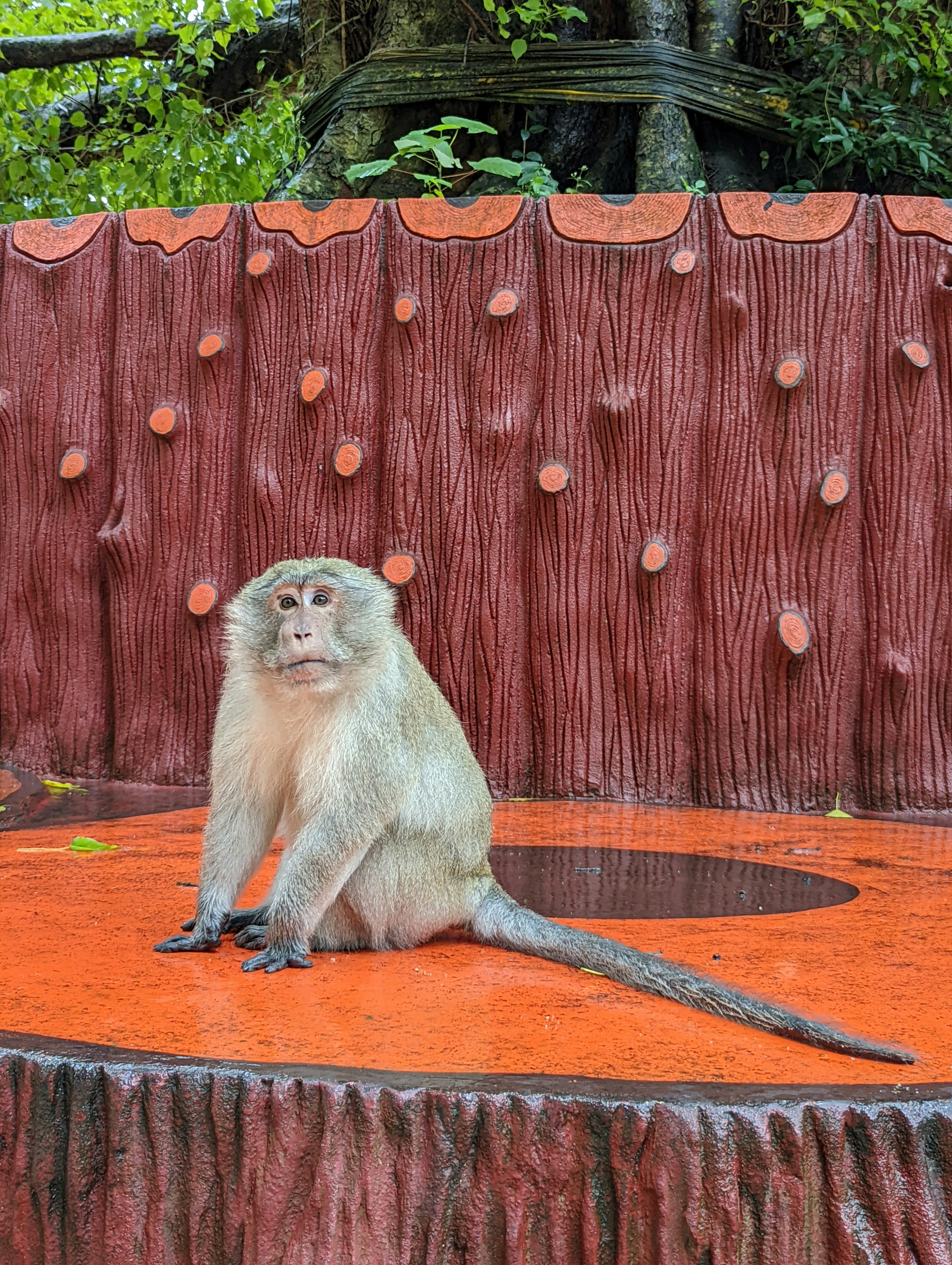 Curious macaque on a molten-orange pedestal before a textured red wooden barrier