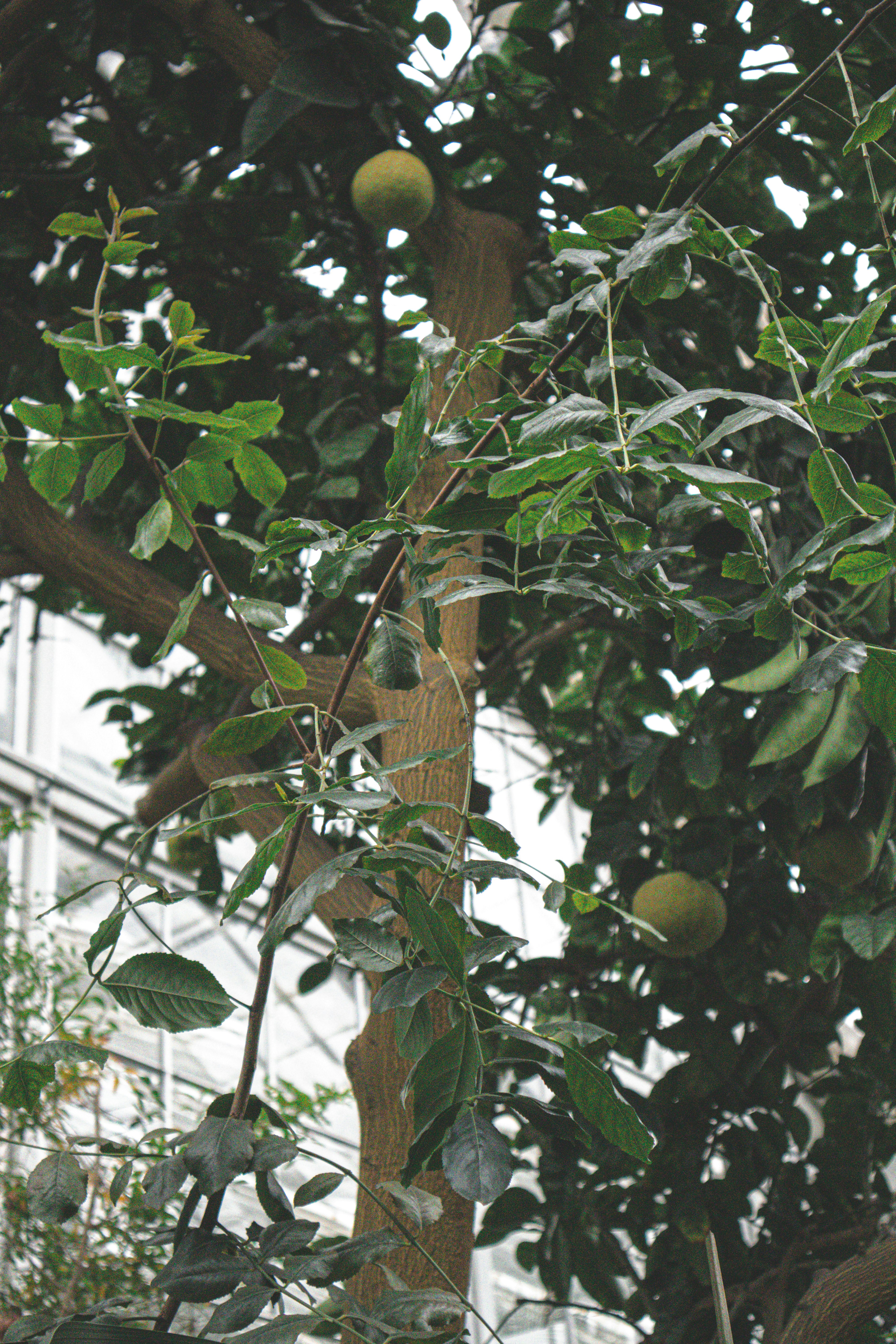 Orbs Among Leaves: A Citrus Tree Quietly Emerges in a Glasshouse