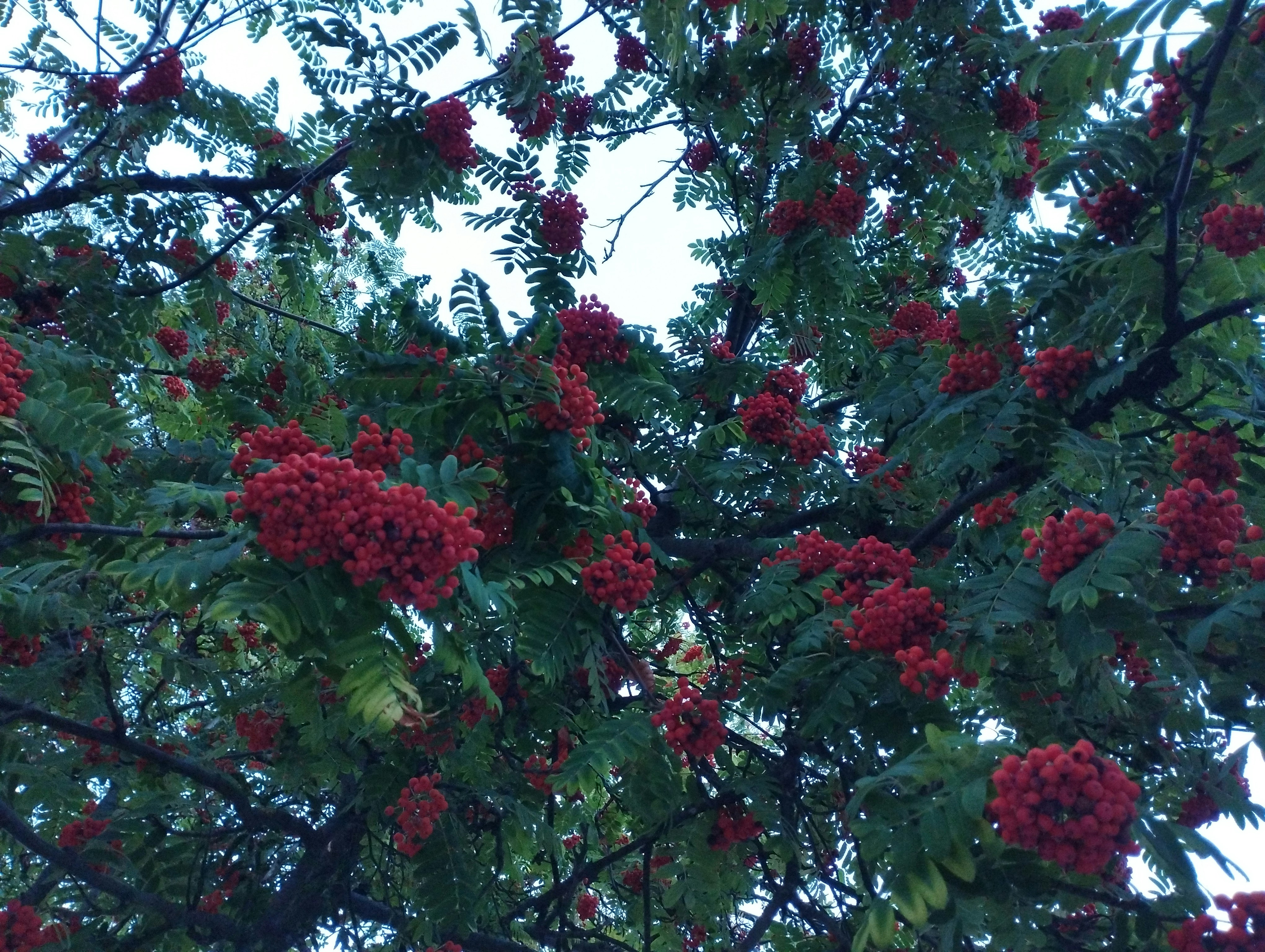 Un arbre rempli de beaucoup de fruits rouges photo – Photo Arbre ...