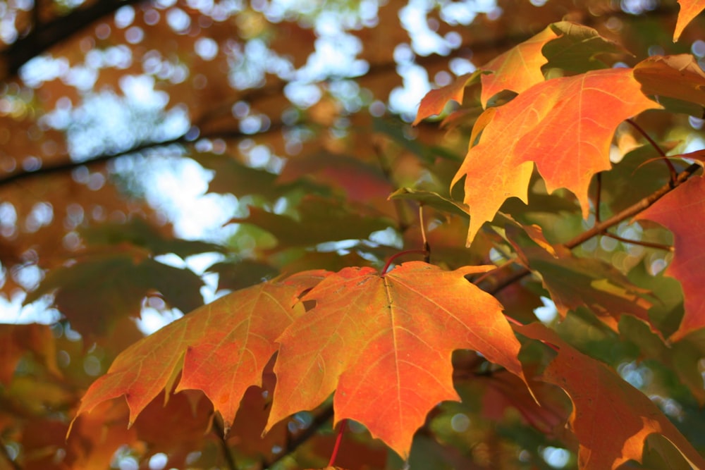 Foto Las hojas de un árbol están cambiando de color – Imagen Hojas de ... Foto Las hojas de un árbol están cambiando de color – Imagen Hojas de ...