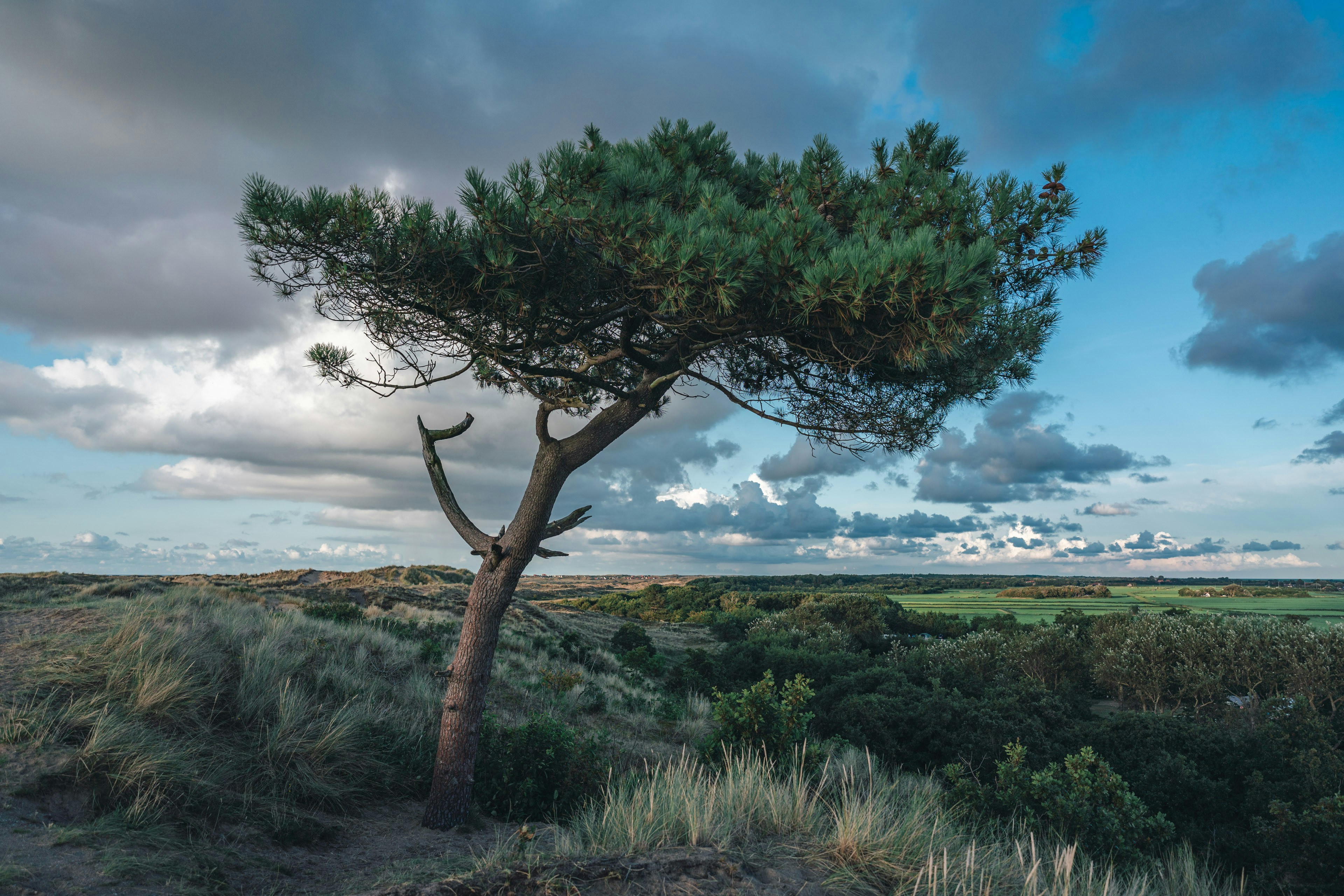 A lone pine tree in the middle of a field photo – Free Single tree ...