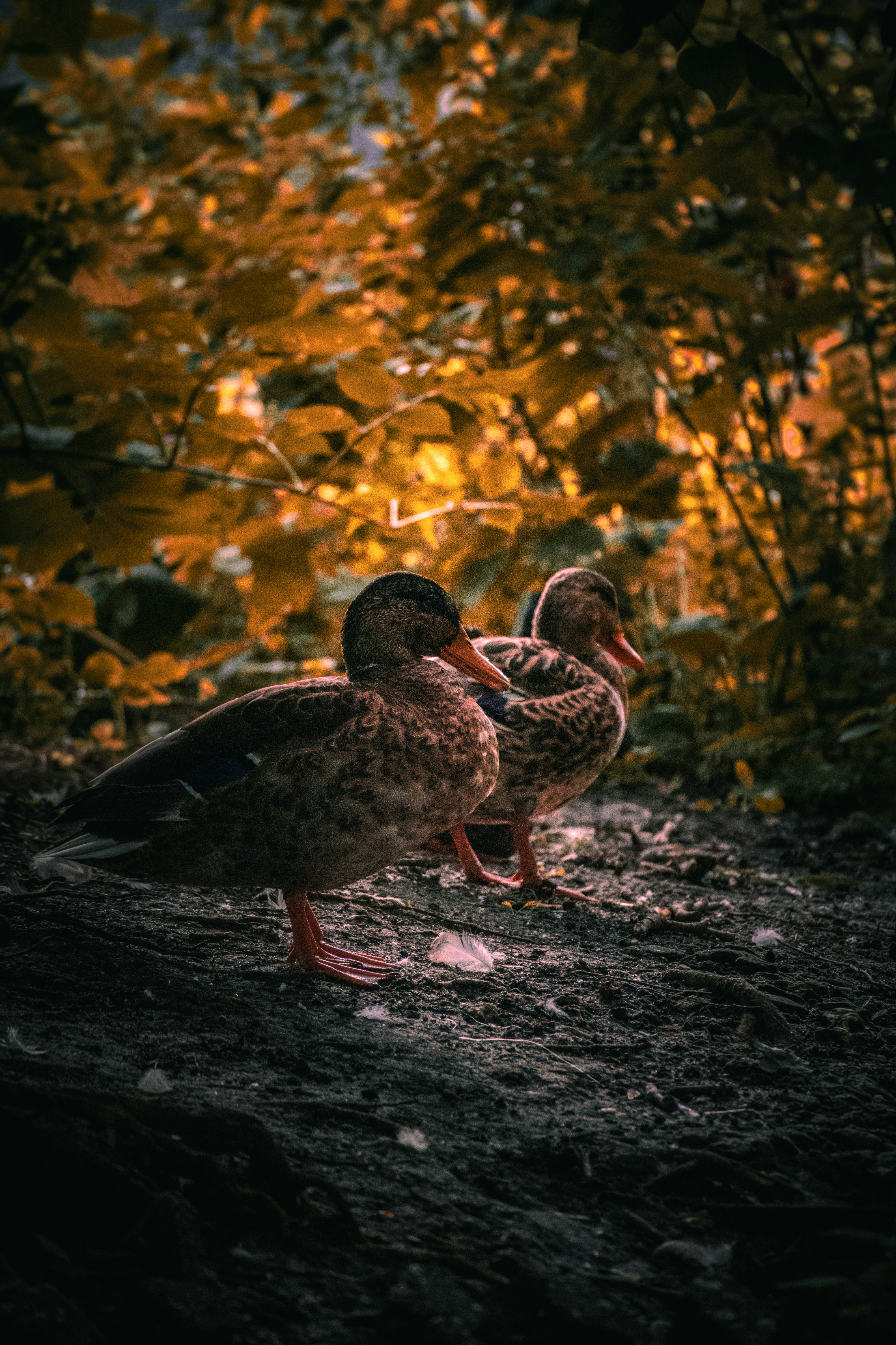 Two Mallards at the Edge of Autumn Light