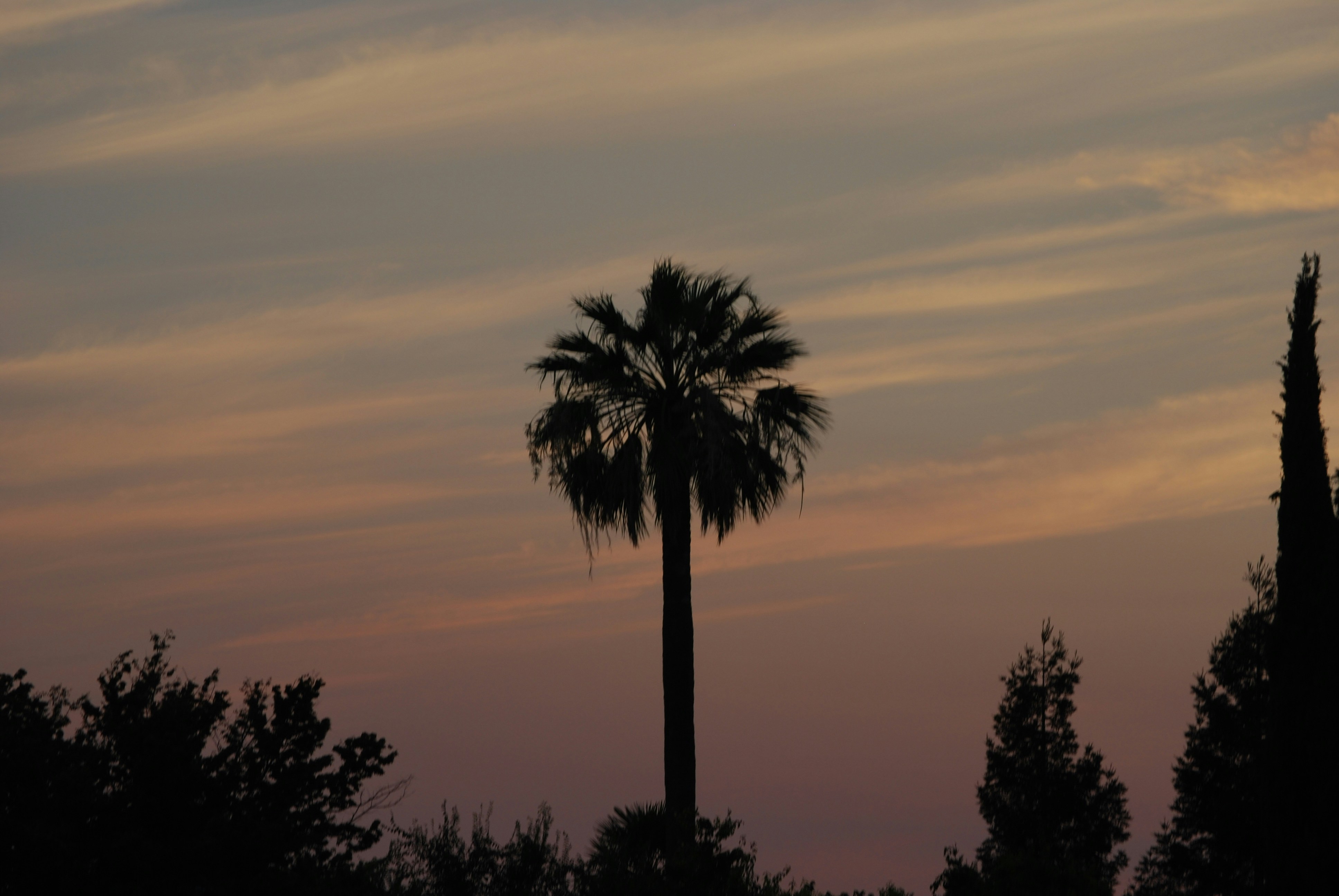 Silhouette of a lone palm against a pastel sunset