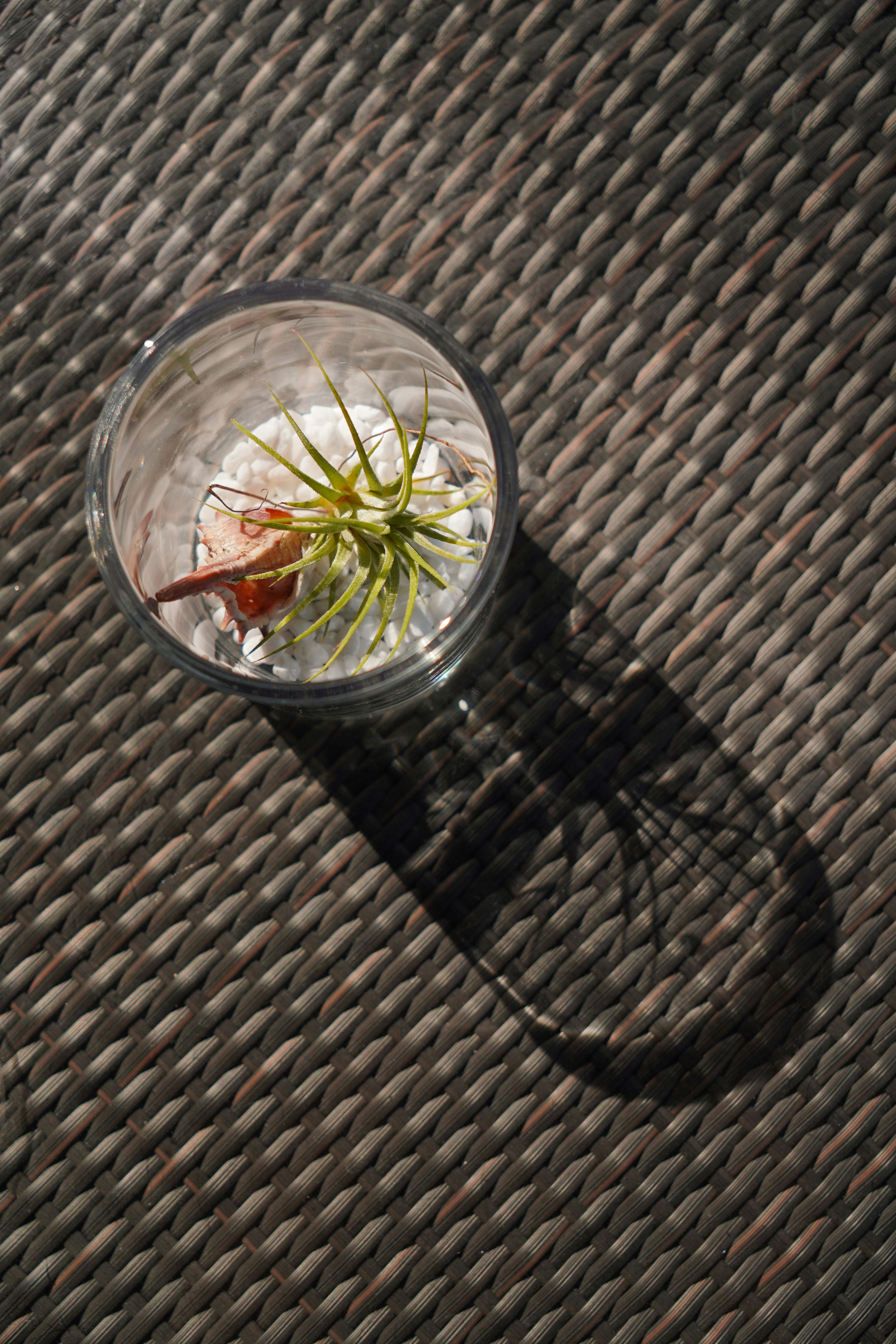 Glass container with a small air plant casting a shadow on a textured surface in sunlight.