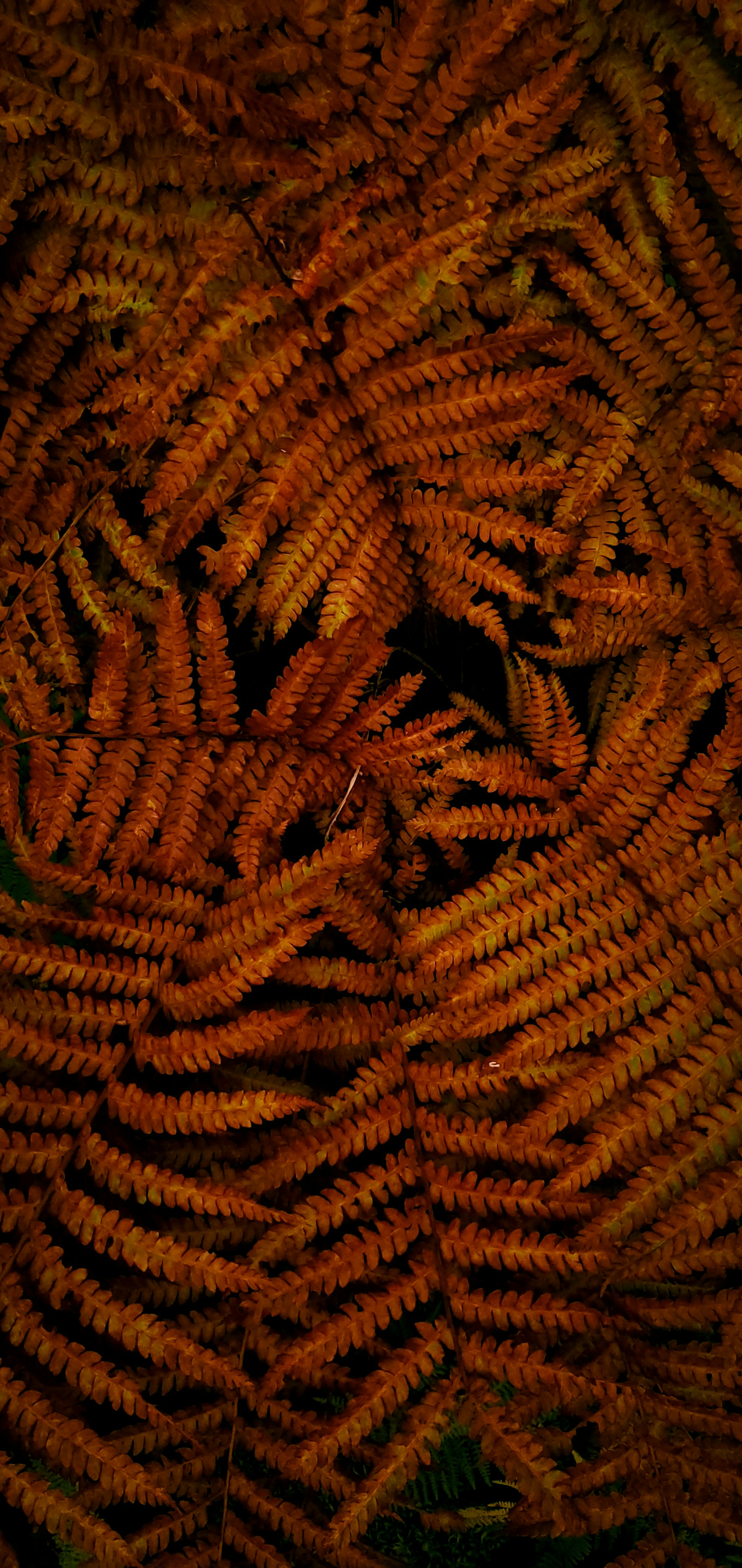 A close up of a bunch of orange plants photo – Free Wallpaper Image on ...