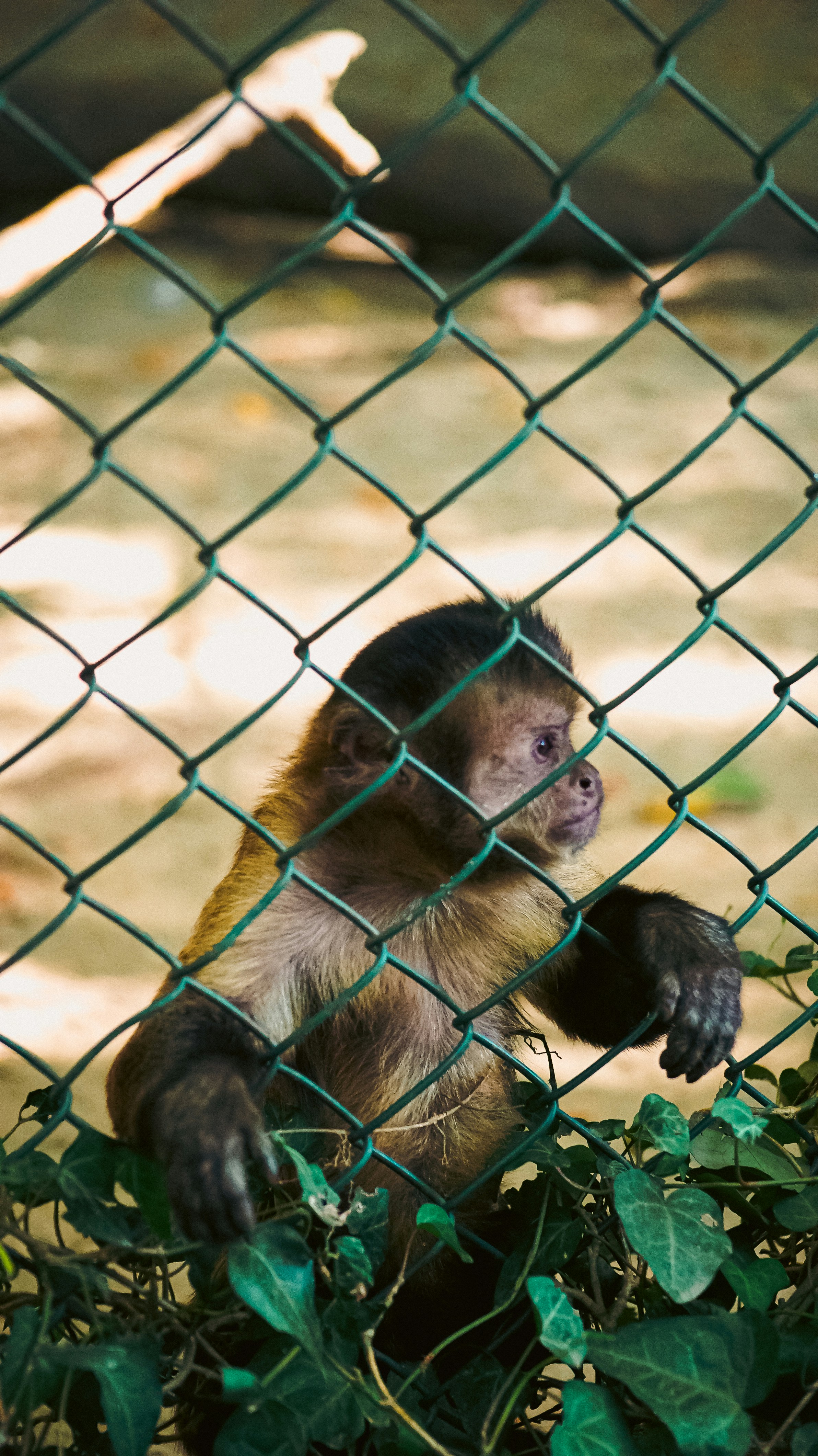 A monkey sitting behind a chain link fence photo – Free Animals Image ...