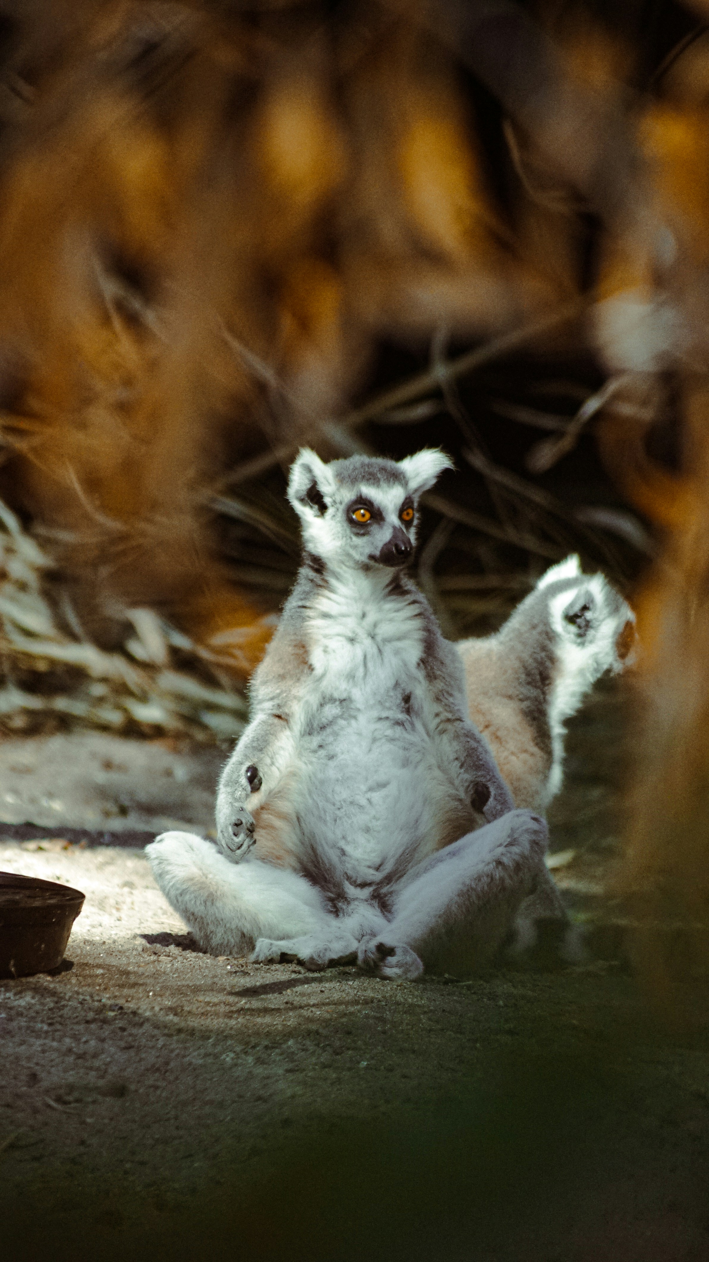 Surprise Pose: Ring-tailed Lemur Lays Bare in Dappled Shade
