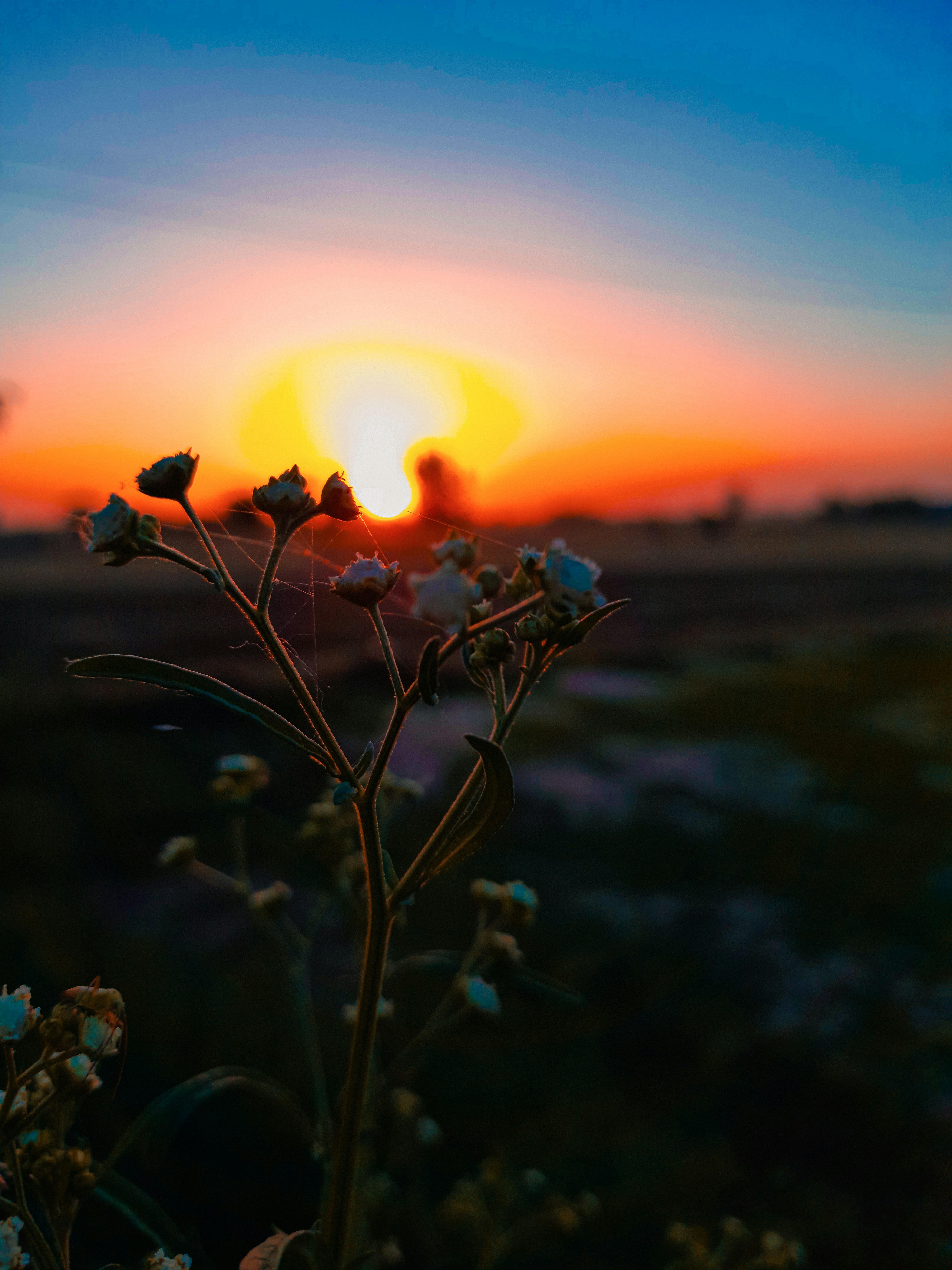 Delicate white buds foreground the frame as a warm sunset bleeds across the horizon, with a shallow depth of field keeping the blossoms sharp while the background glows softly.