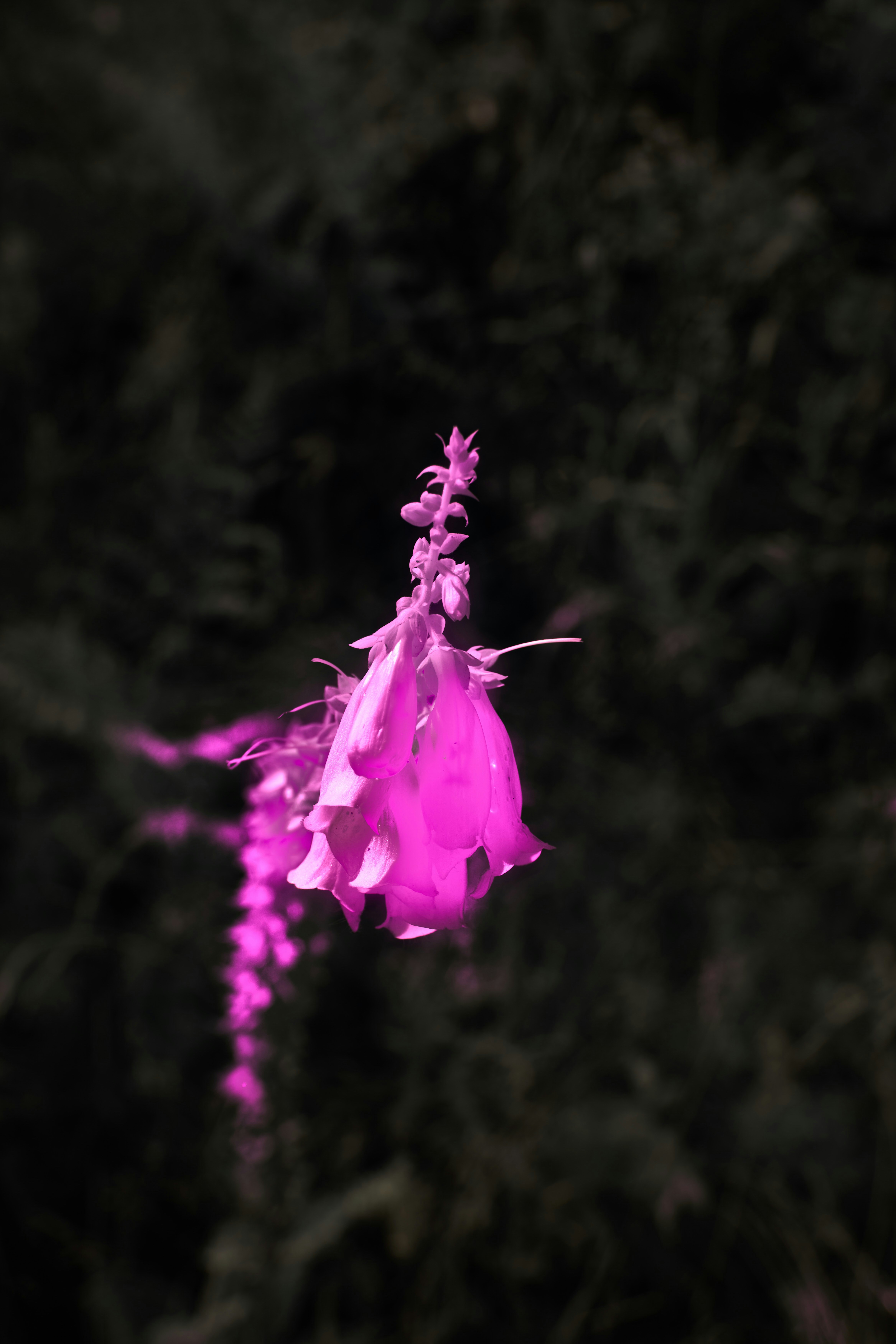 Magenta Bloom Hanging in Velvet Darkness