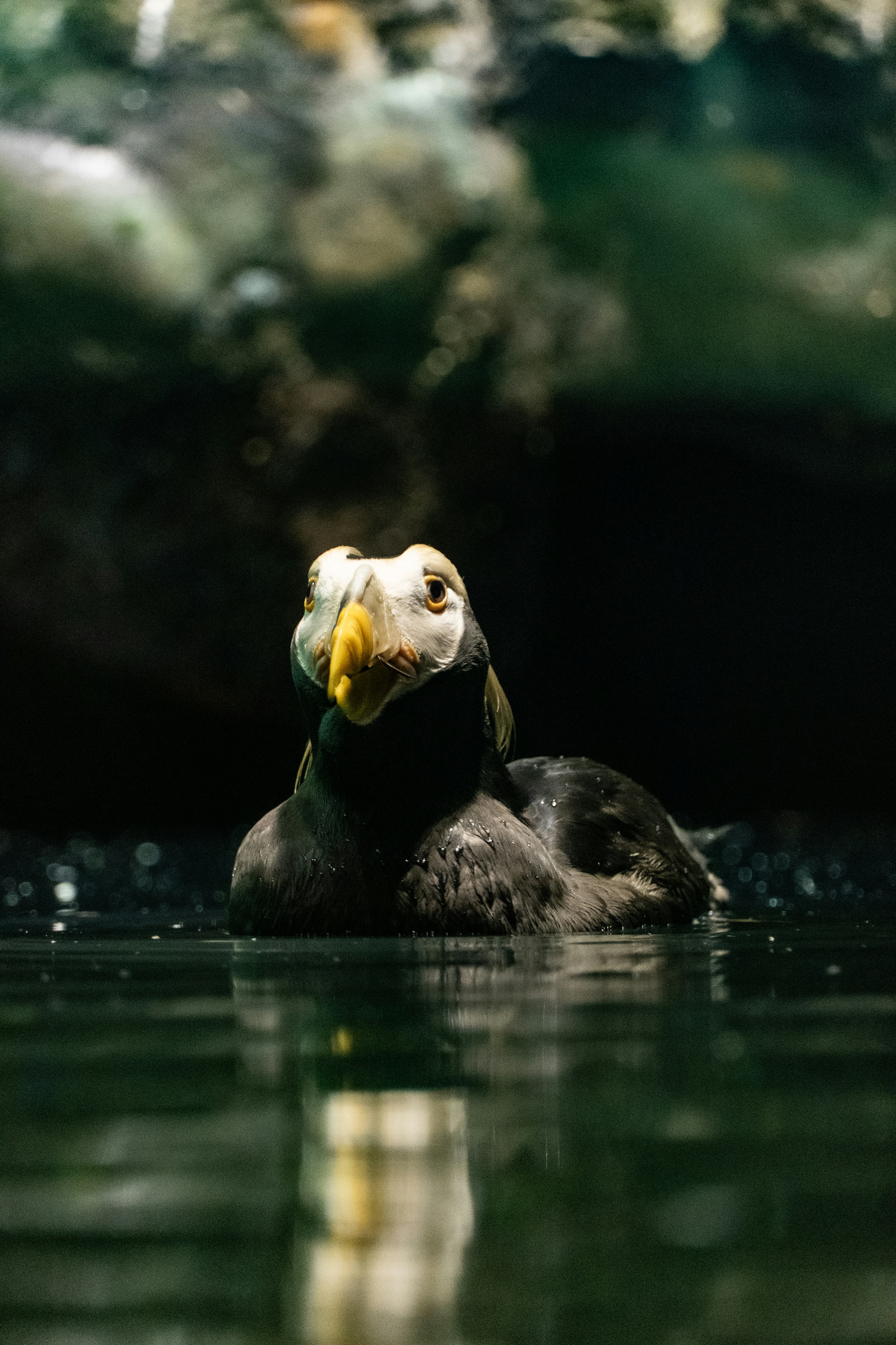 Glimmer in the Gloom: Close-Up of a Waterfowl at a Shadowed Pool