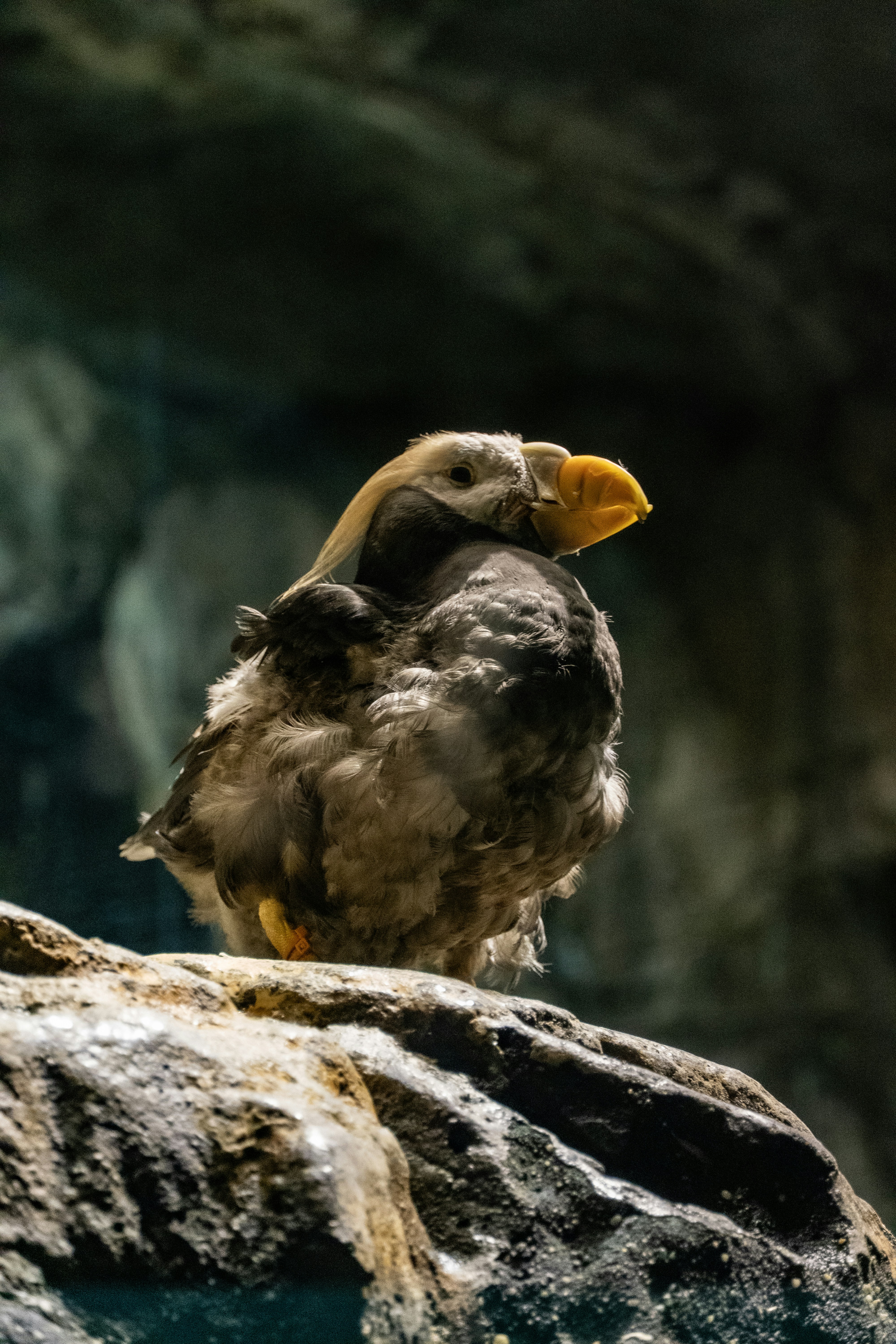 Yellow-Beaked Wanderer Perched on a Mossy Rock