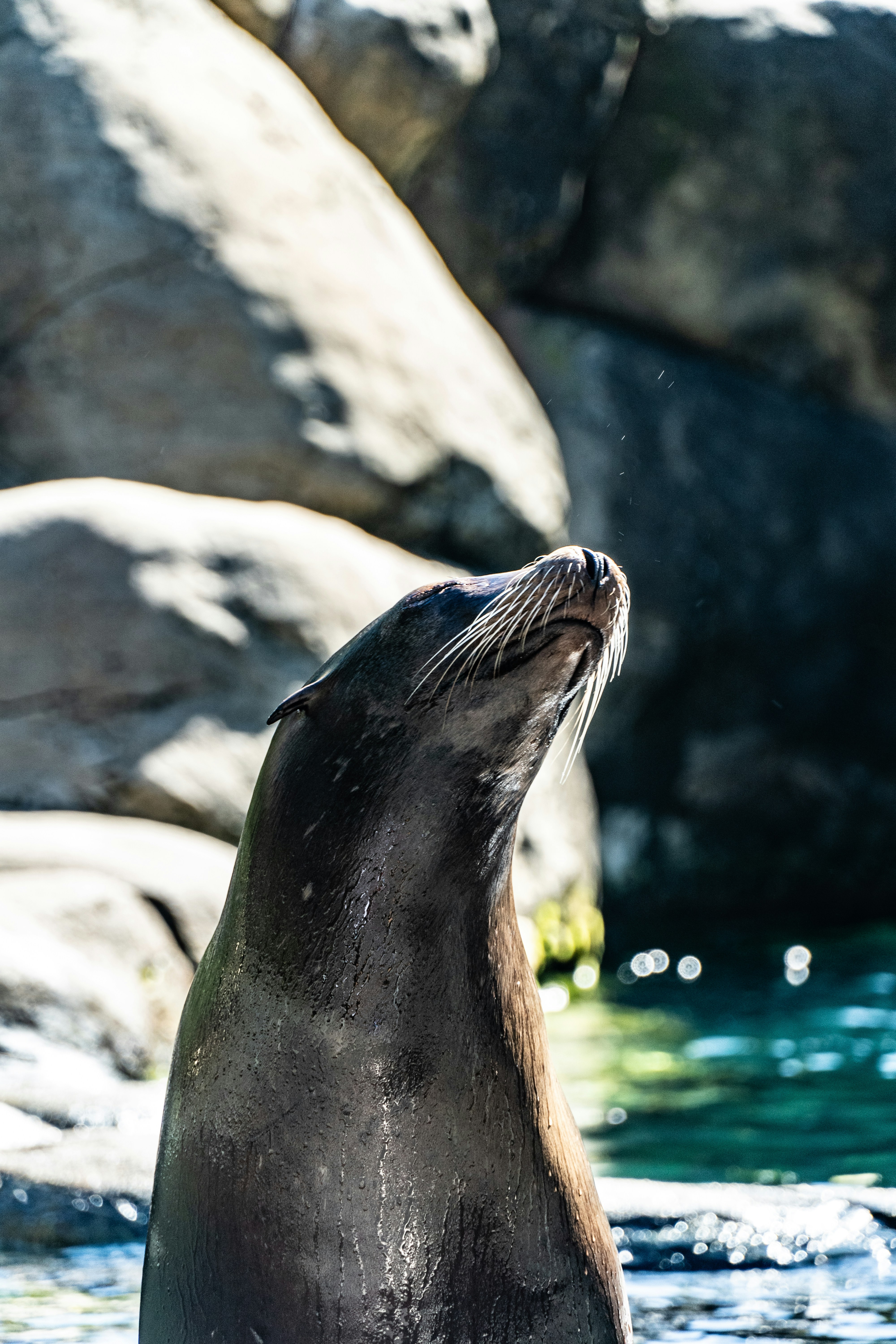 A seal in the water looking up at something photo – Free Central park ...