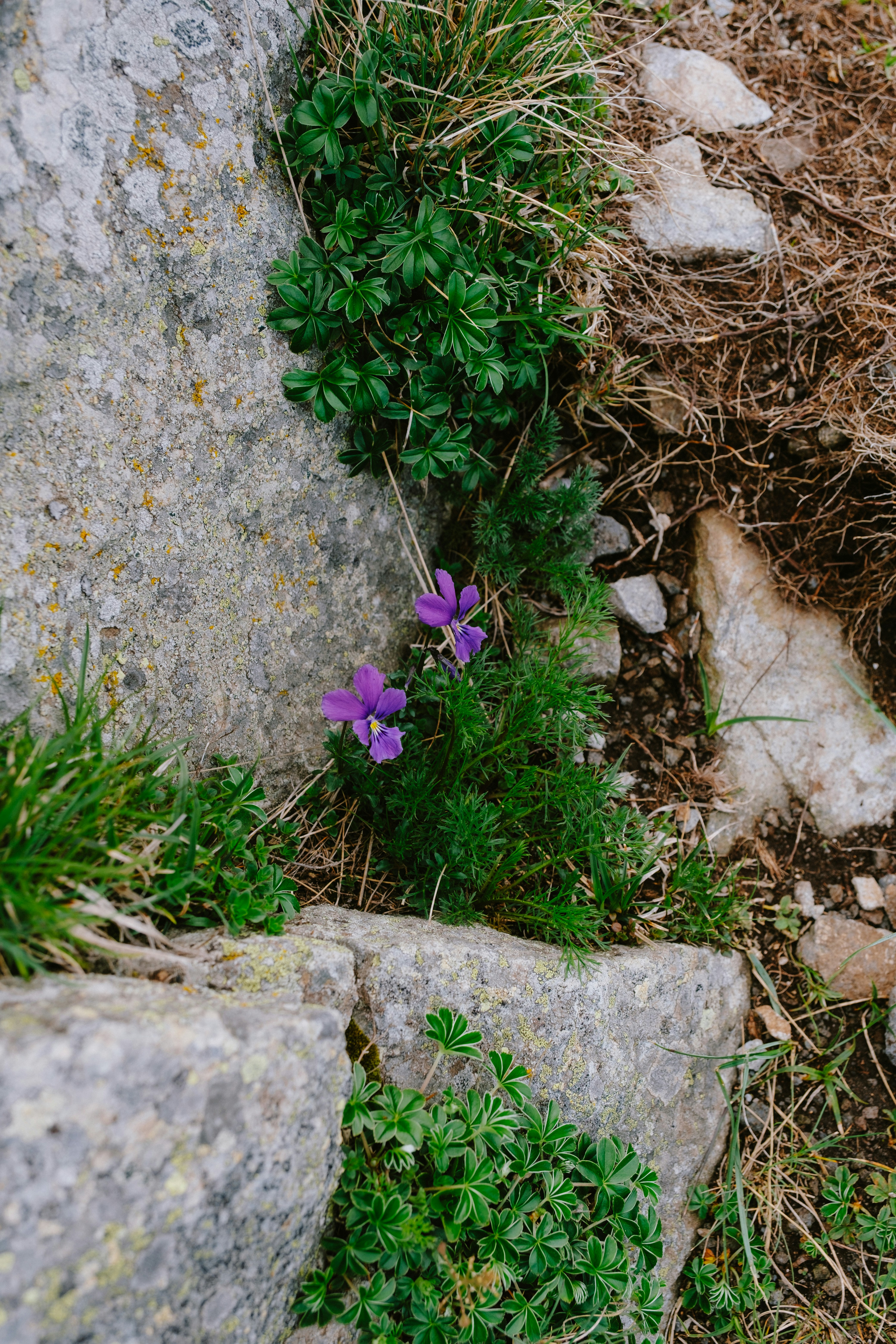 Hidden Violet Amidst Stone Steps