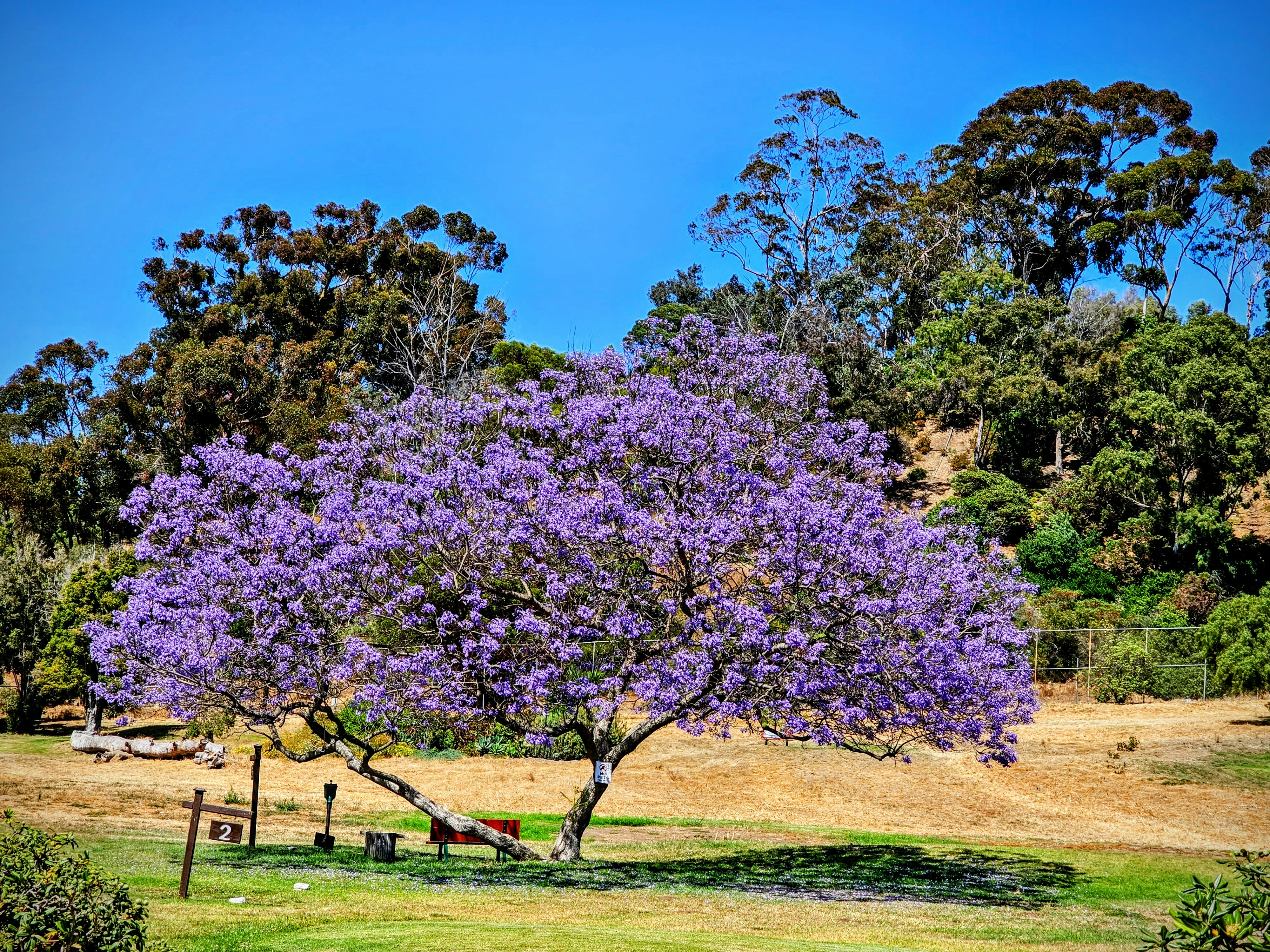 The Violet Sentinel: A single flowering tree in a sunlit park