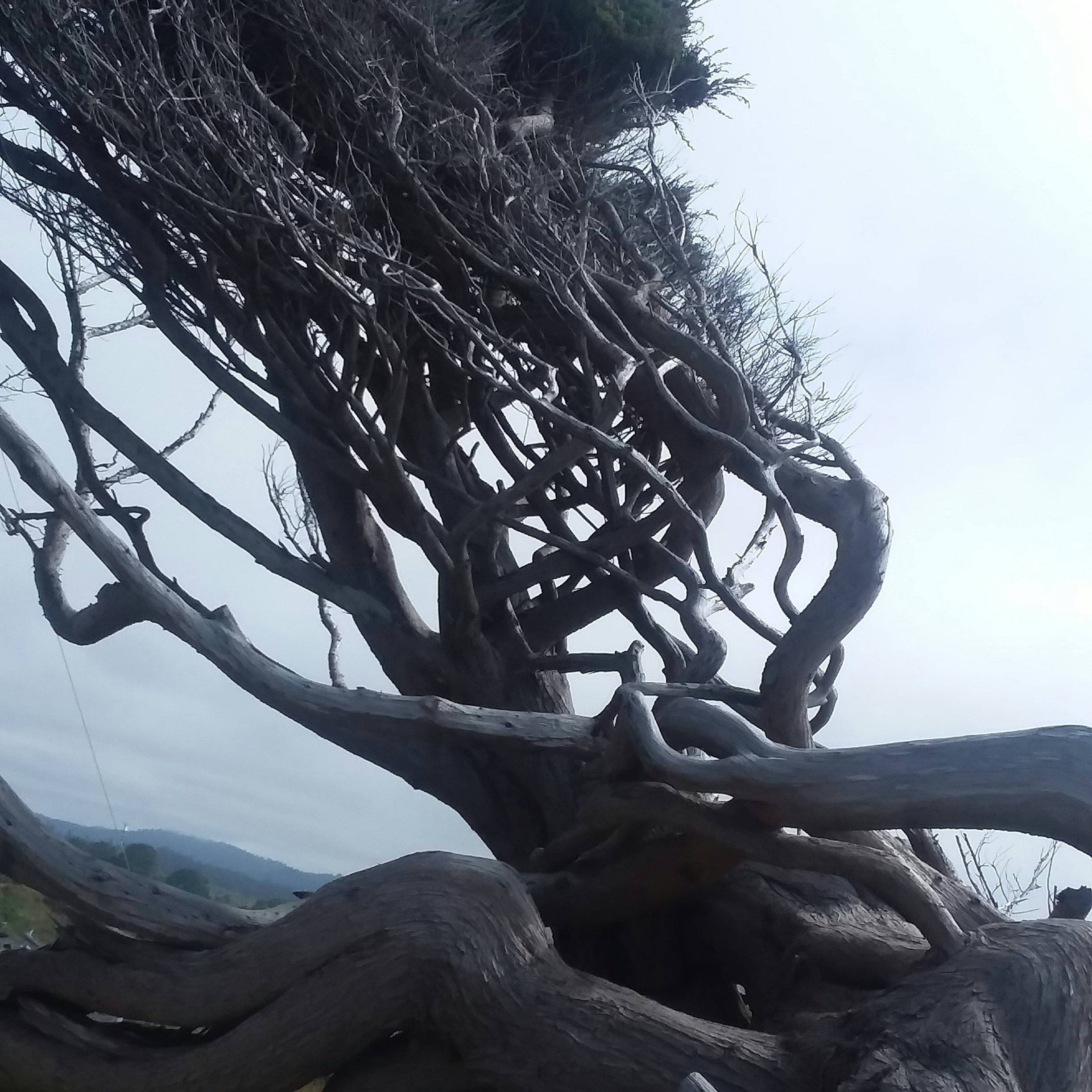 A very large tree with some very long branches photo – Free Wood Image ...