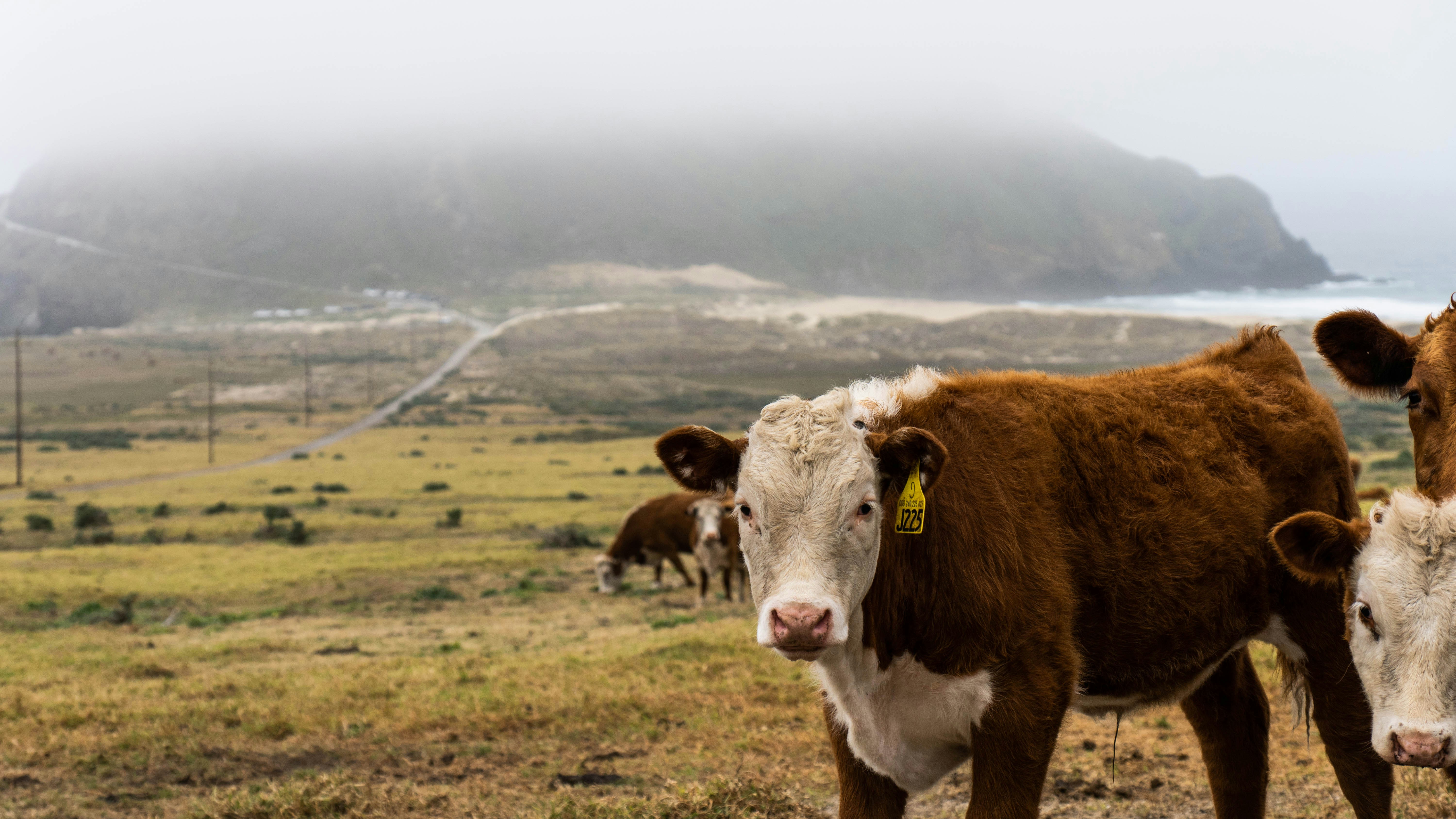 Pasture Sentinel: Brown-and-White Cow Stares Down the Lens