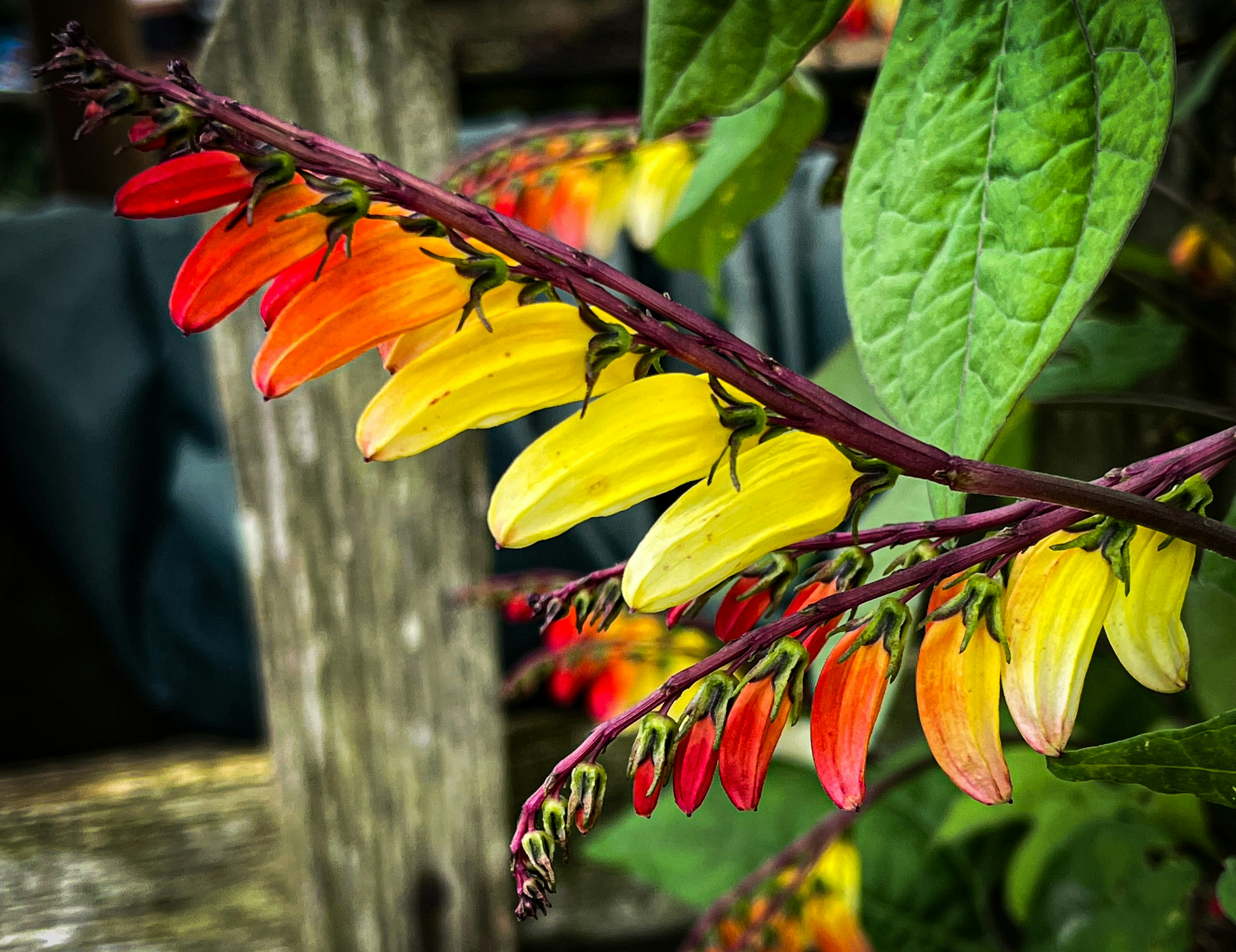 Arching cascade of flame-yellow blooms along a violet stem