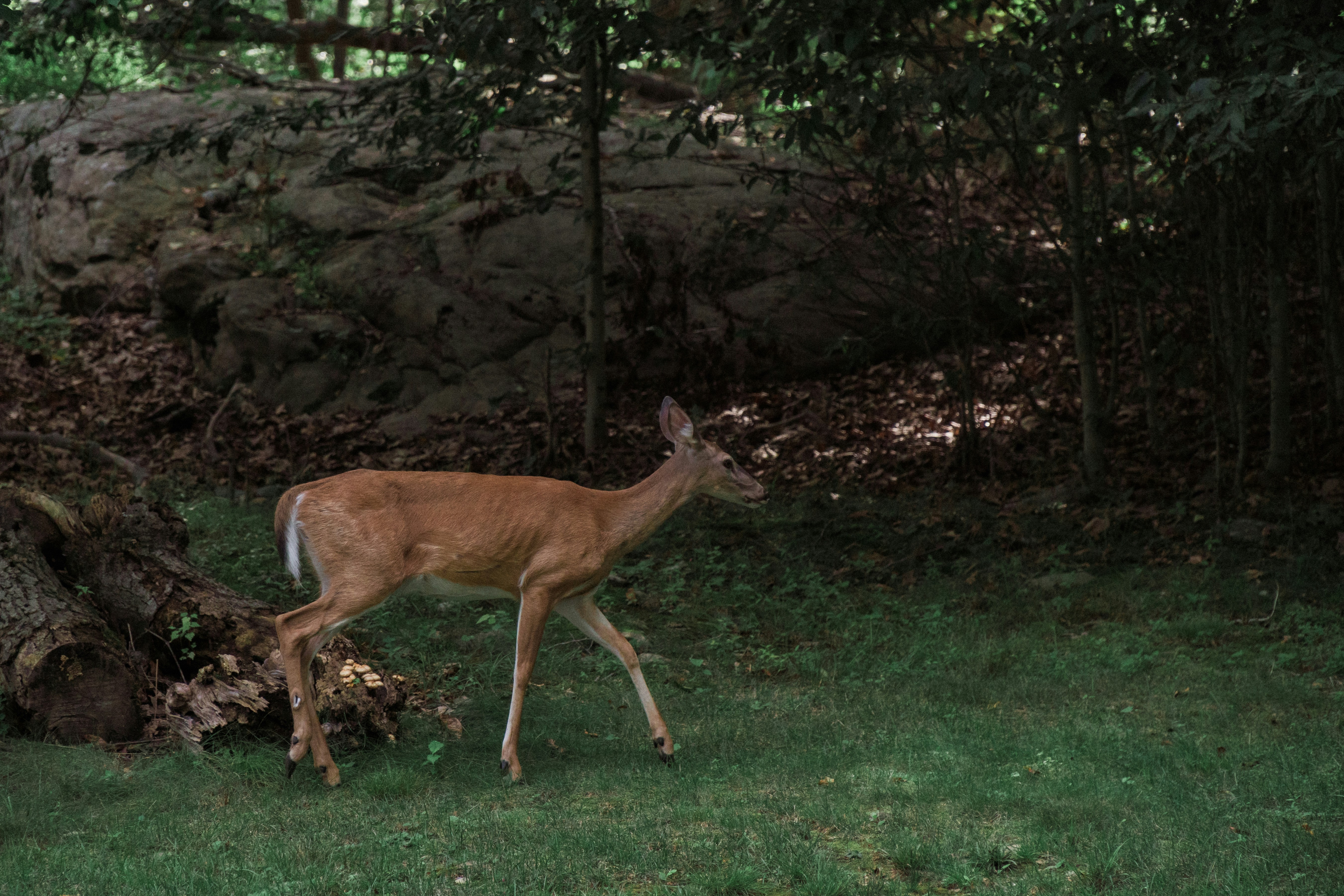 Dappled Grace: A Deer Traverses a Shadowed Forest Clearing