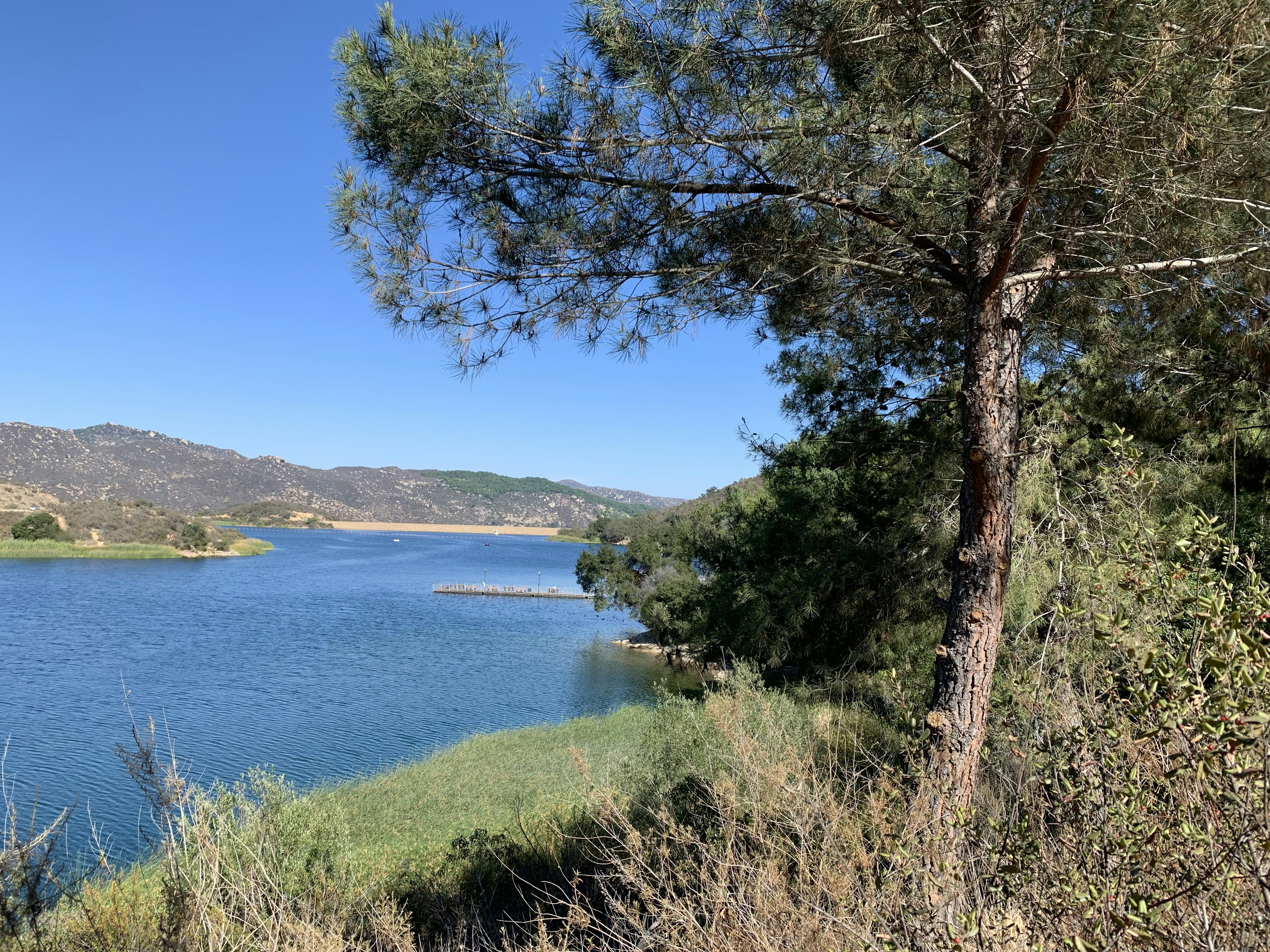 Vibrant lake scene with a pine tree in the foreground and distant hills under a clear blue sky.