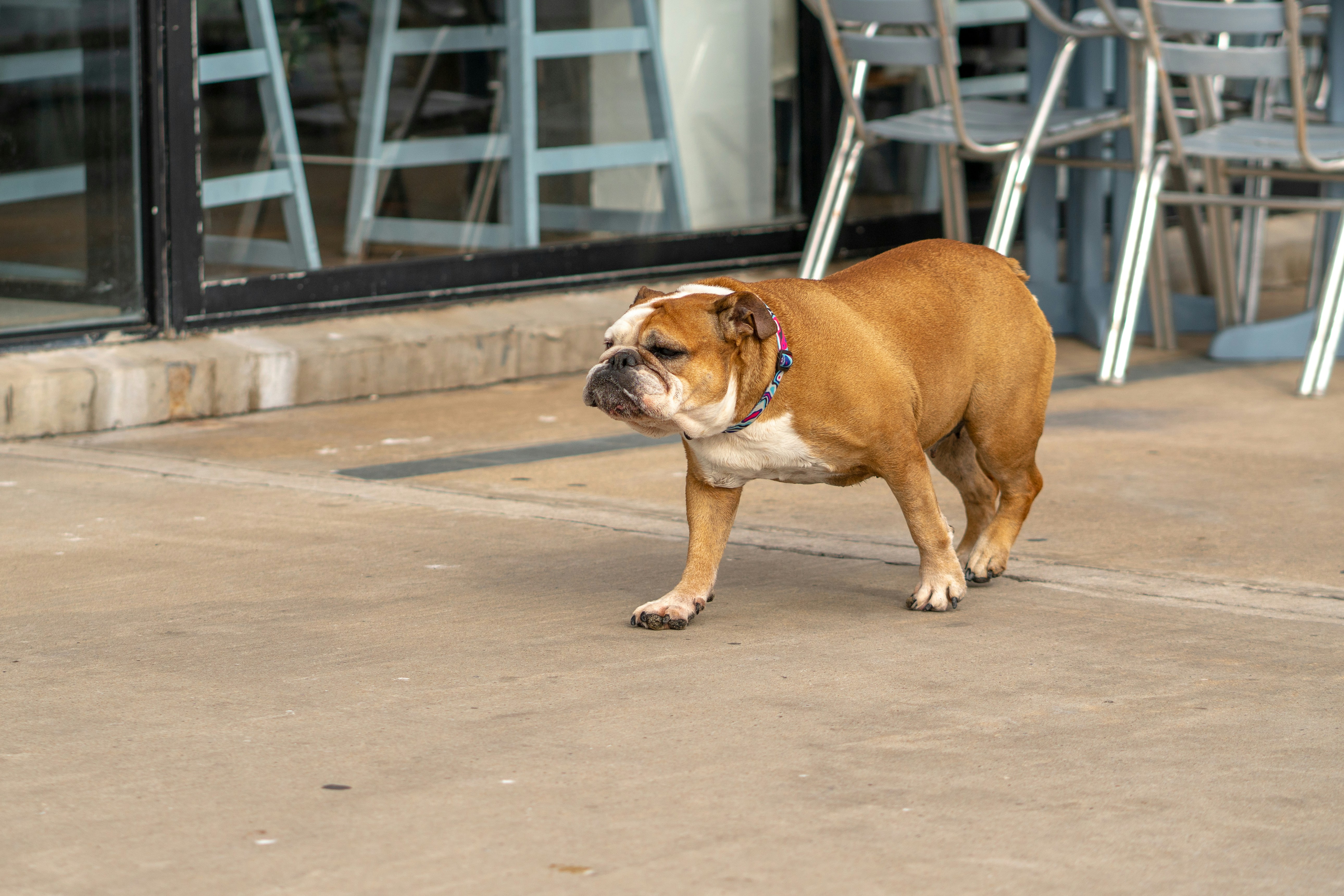 Perrito de raza caminando por el pavimento