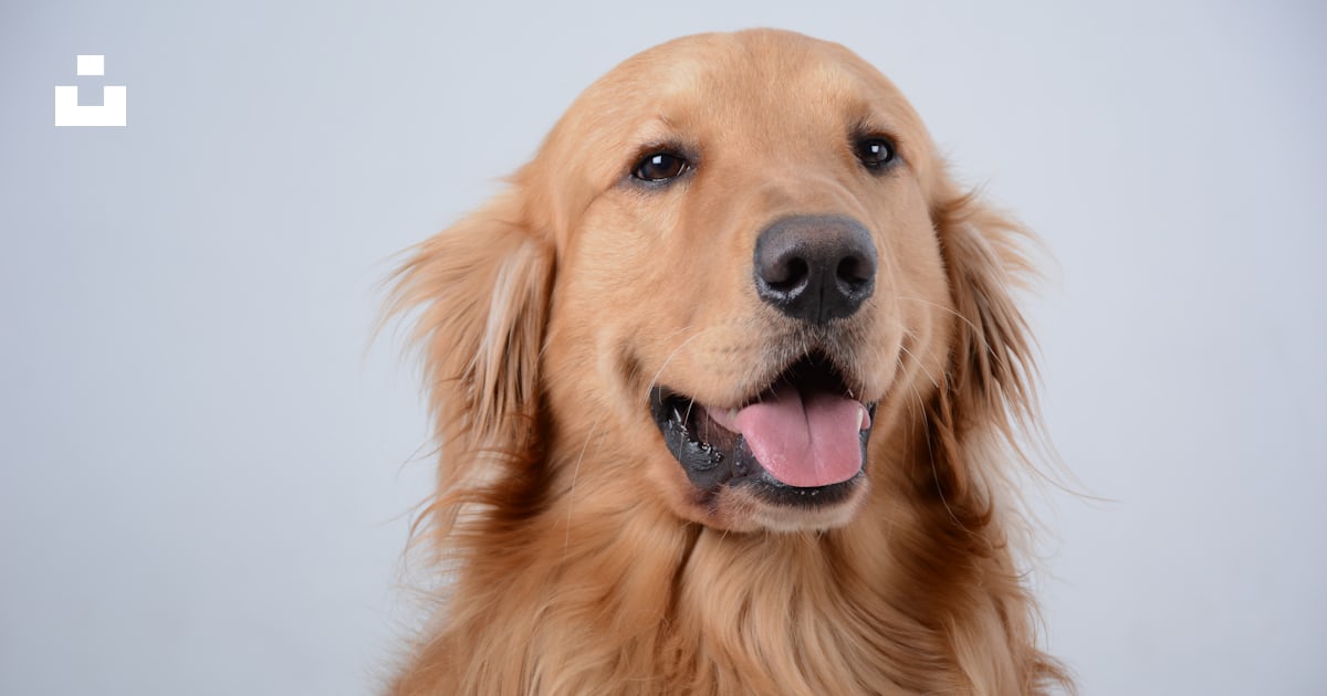 흰색 바탕을 가진 강아지의 클로즈업 사진 Unsplash의 무료 개 이미지