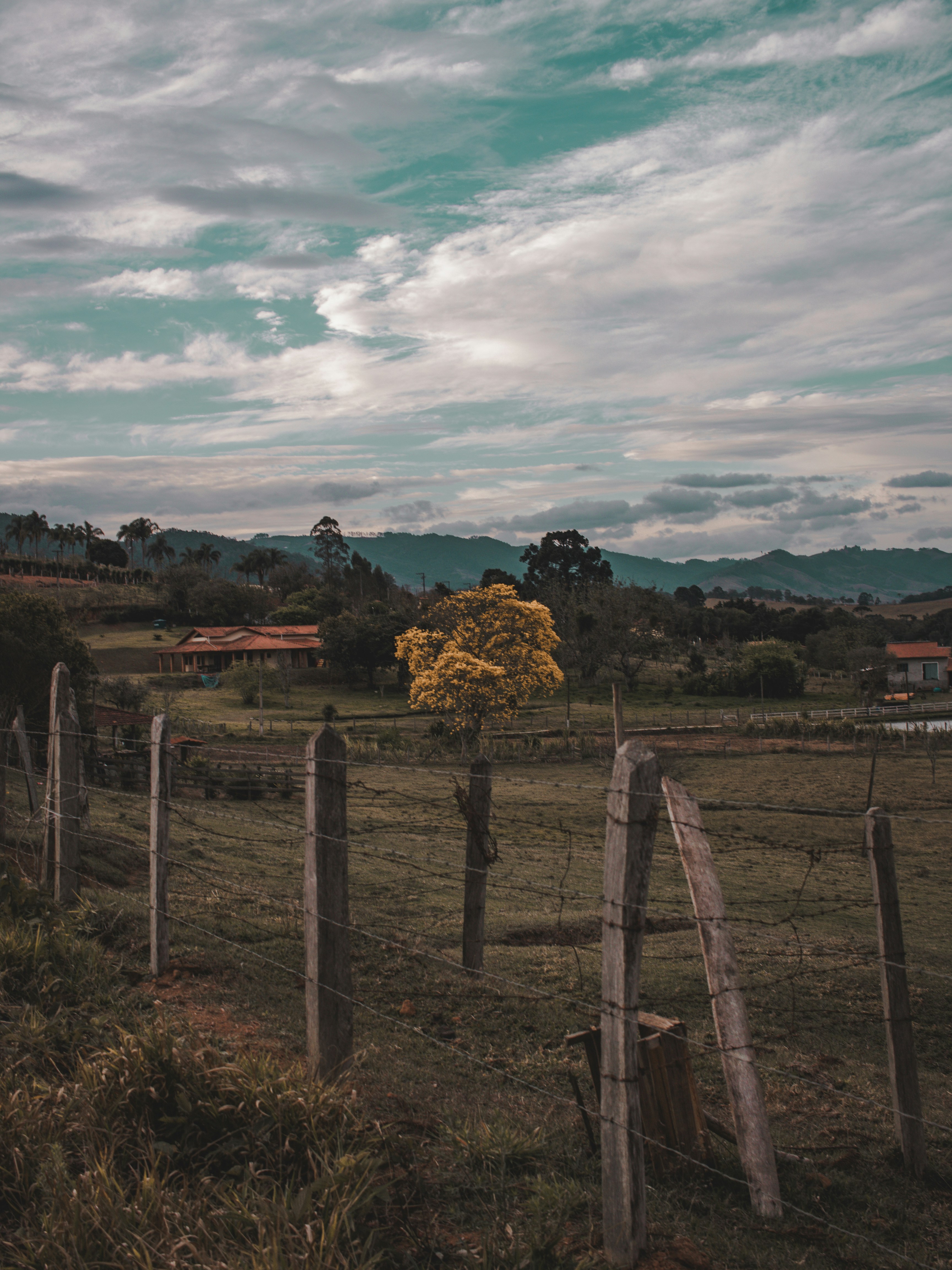 Golden Tree by the Fence: Quiet Countryside at Dusk