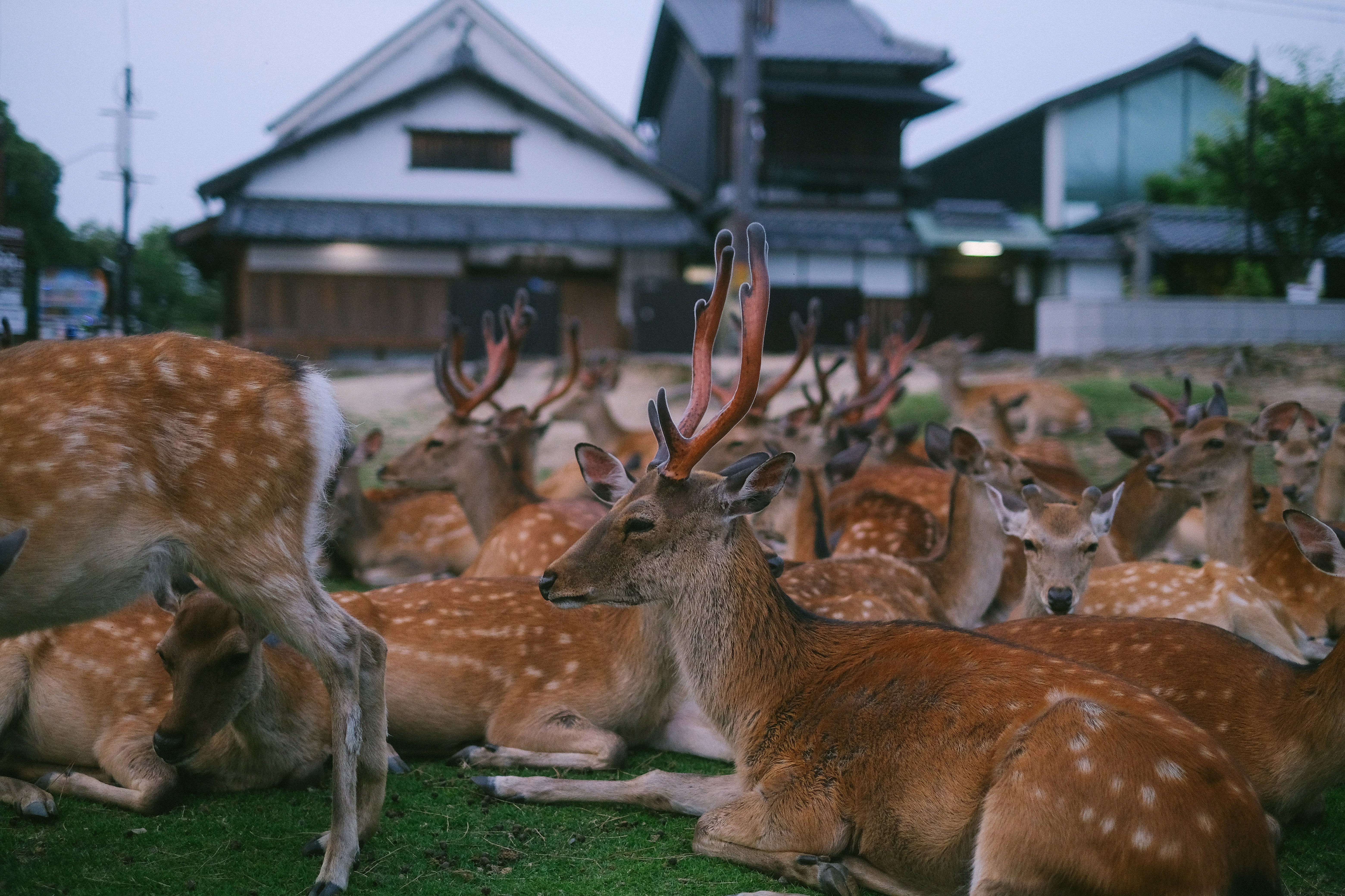 Photo by María Cosmen with Fujifilm X-T30