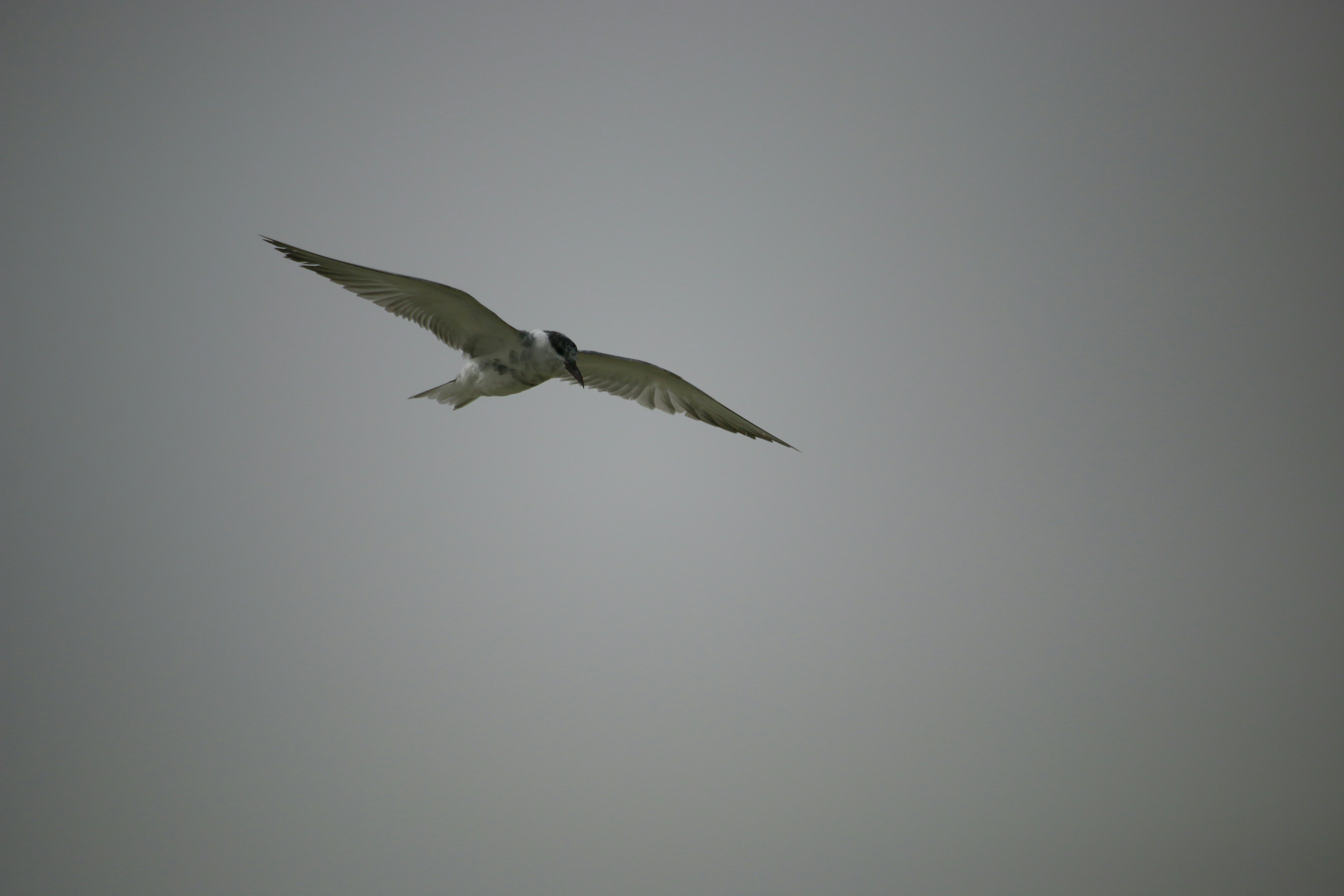 Winged Dawn: A Seabird in Quiet Flight