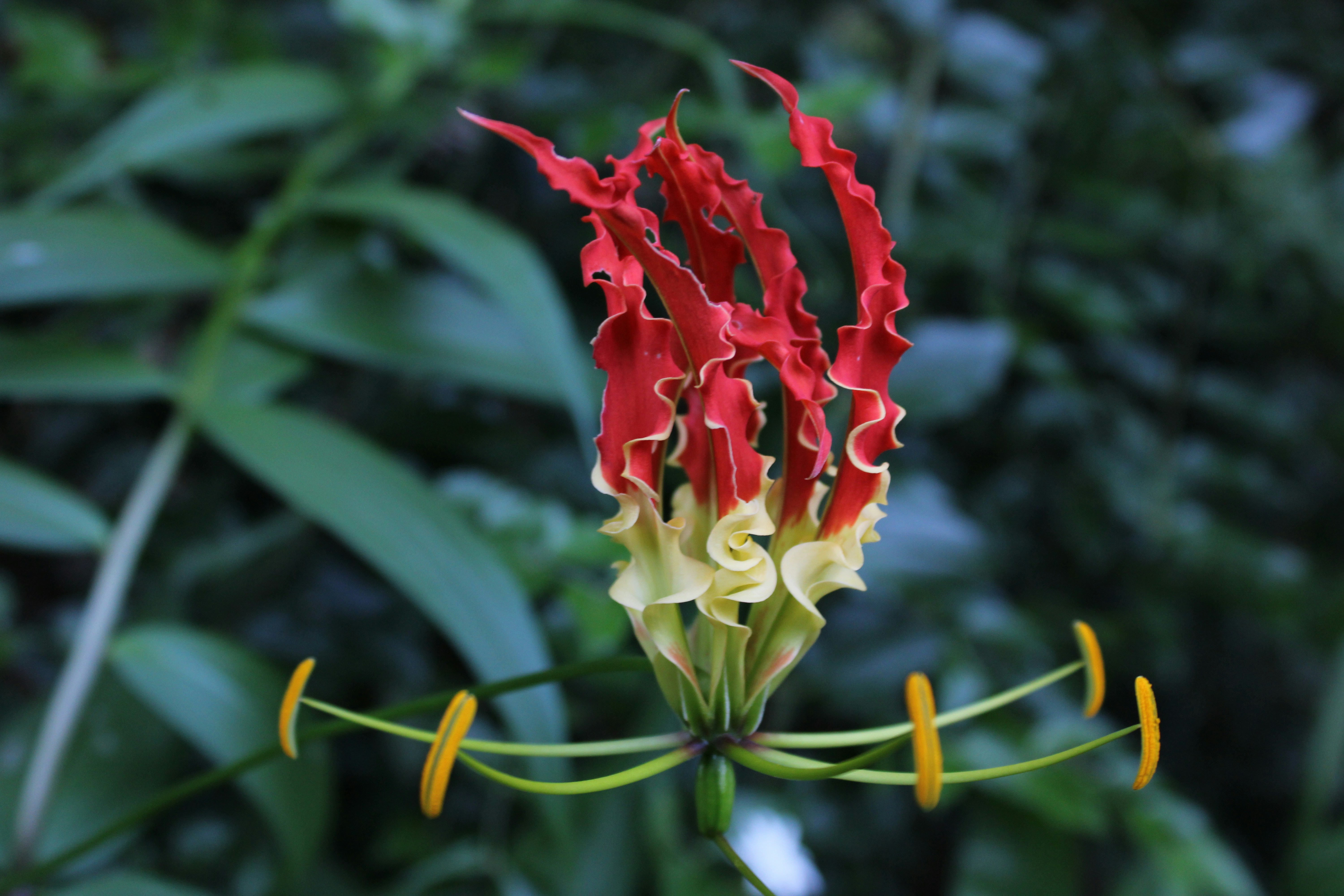 A red and yellow flower with yellow tips photo – Free Gloriosa superba ...