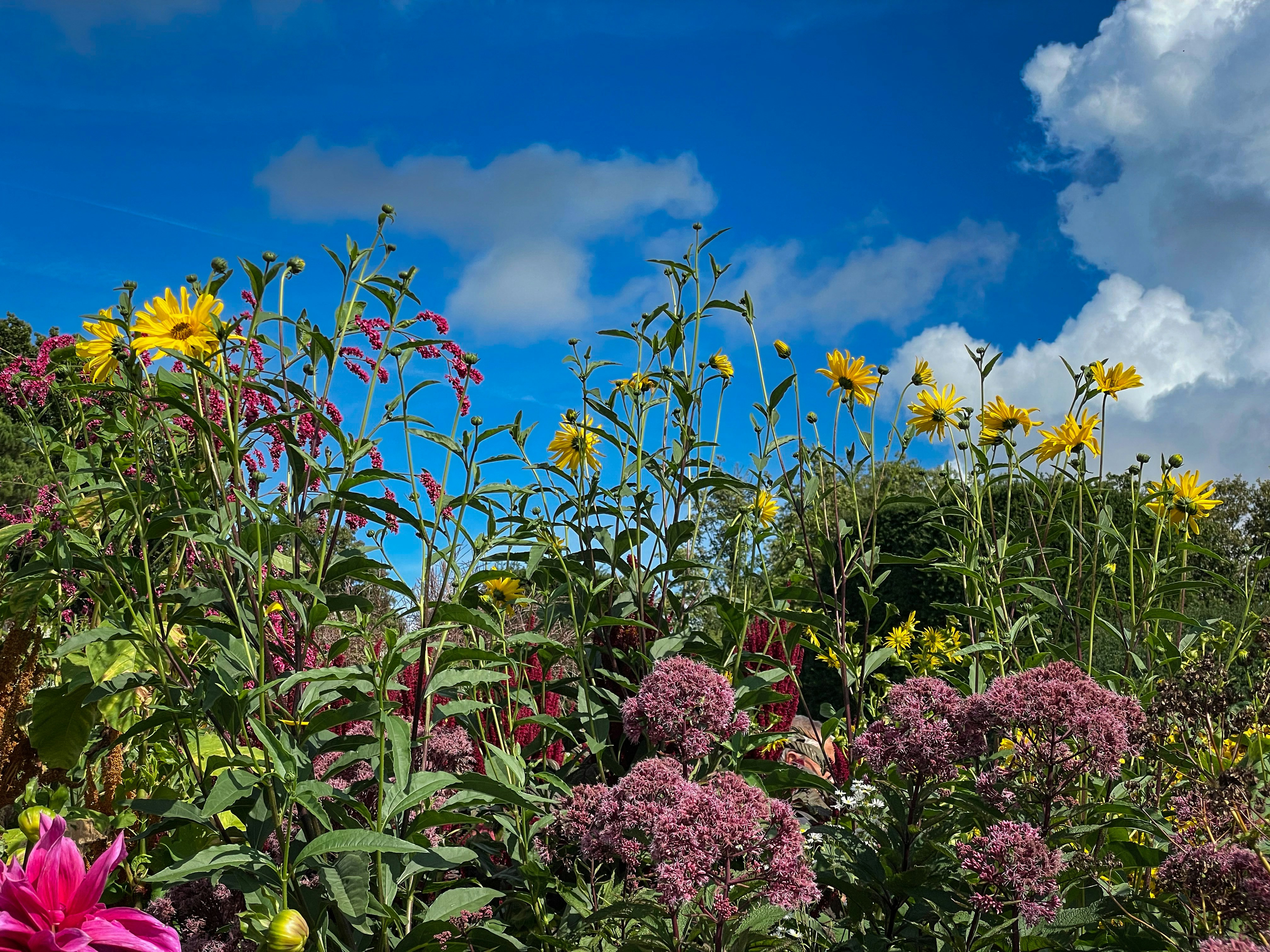 Sunlit Field of Yellow Suns and Pink Cluster Blooms Under a Cerulean Sky