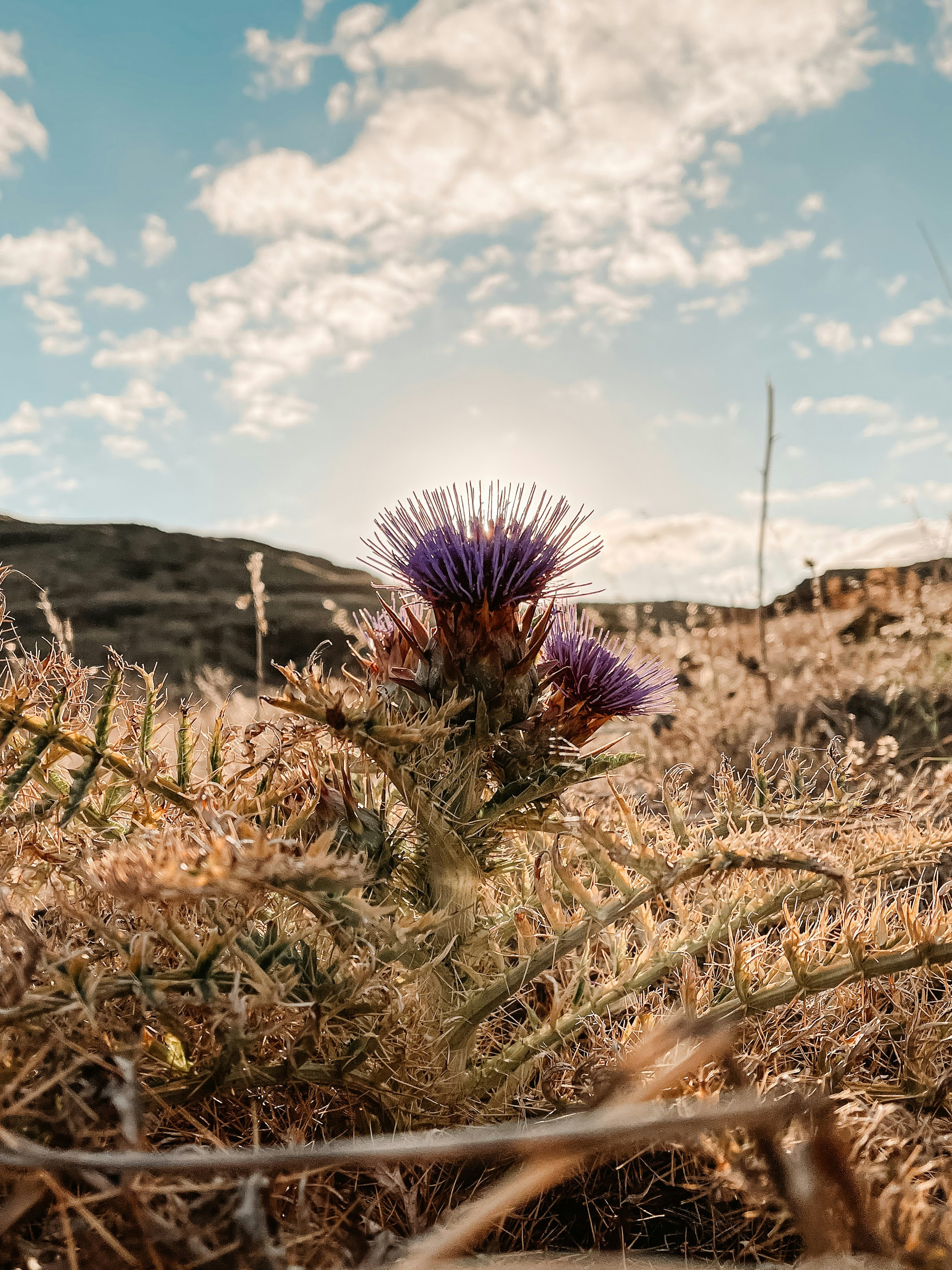 Purple Crown in the Desert: A Close-Up of Thistle Under Golden Backlight