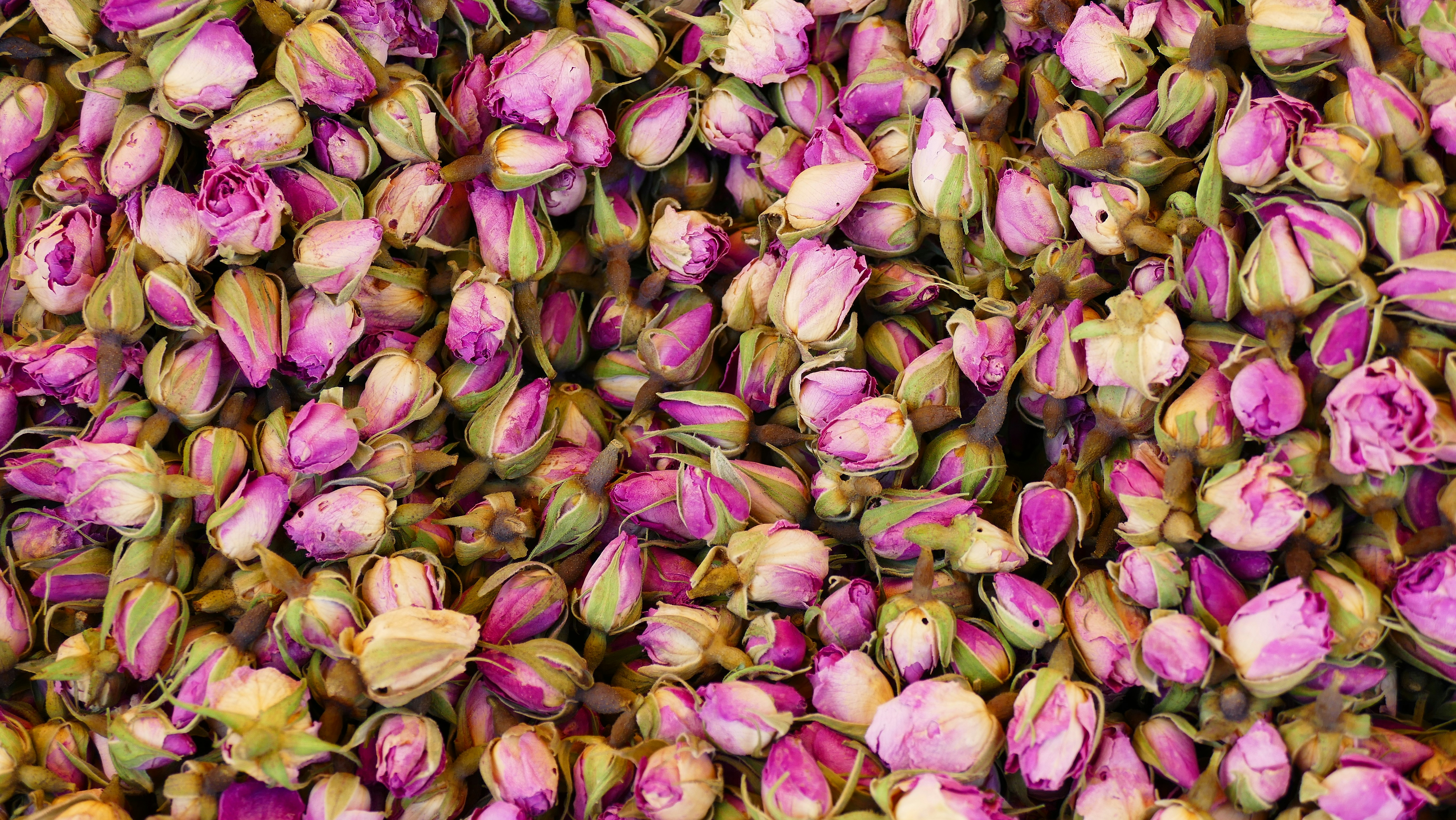 Petal Pulse: A Field of Pink Rose Buds