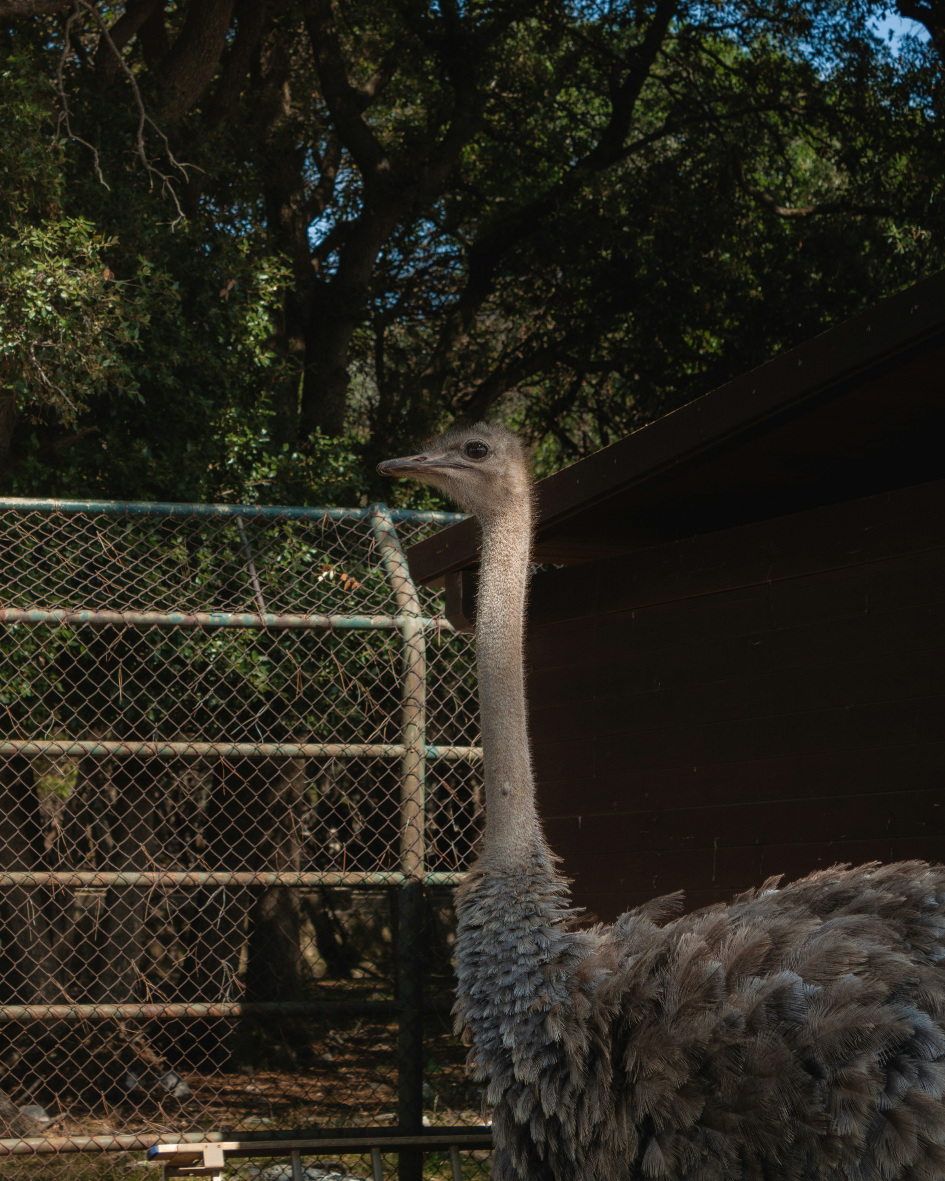 Sunlit Vigil: Emu at the Fence by a Shadowed Shed