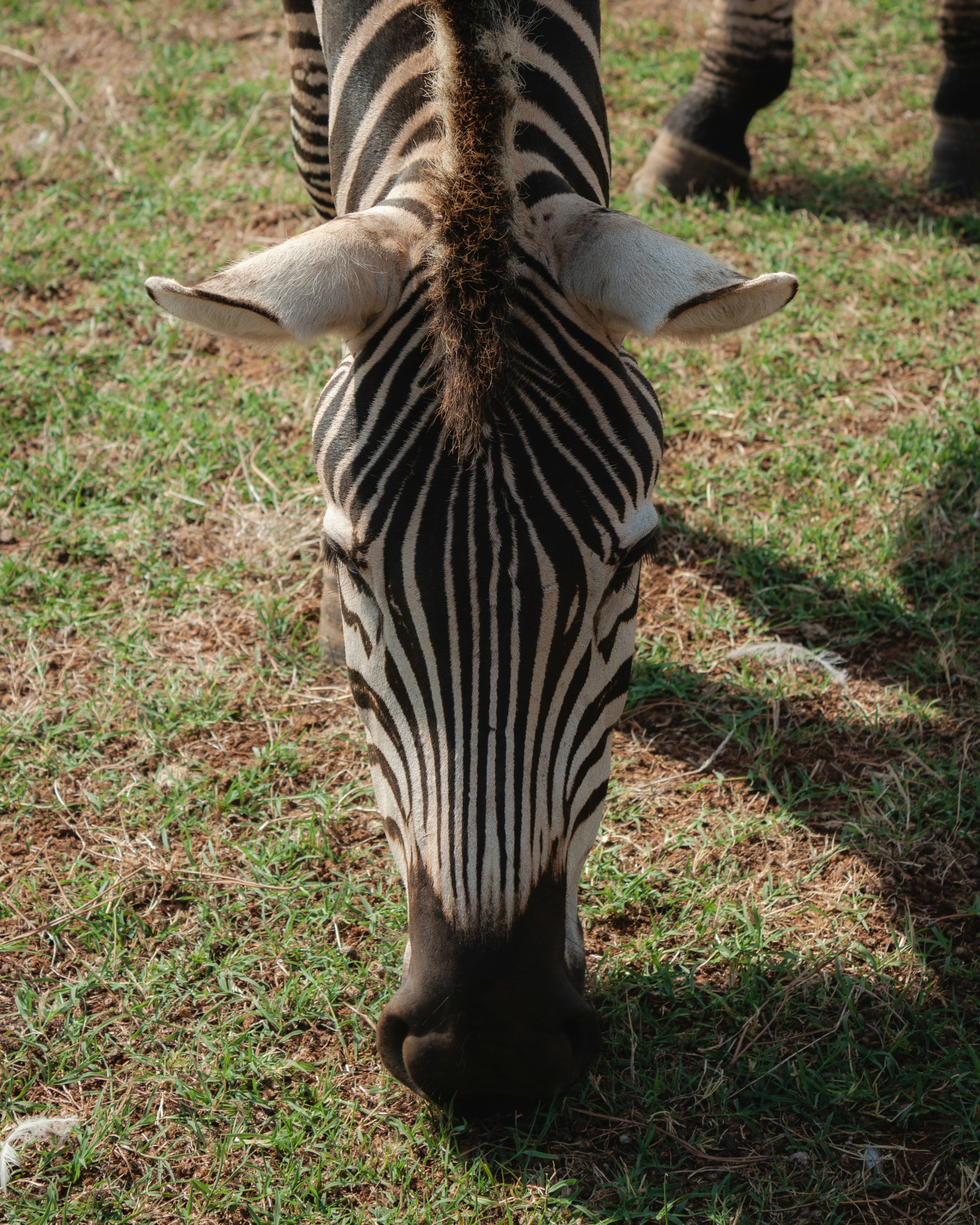 Ground-Level Portrait: Zebra's Stripes Meet Sunlit Grass