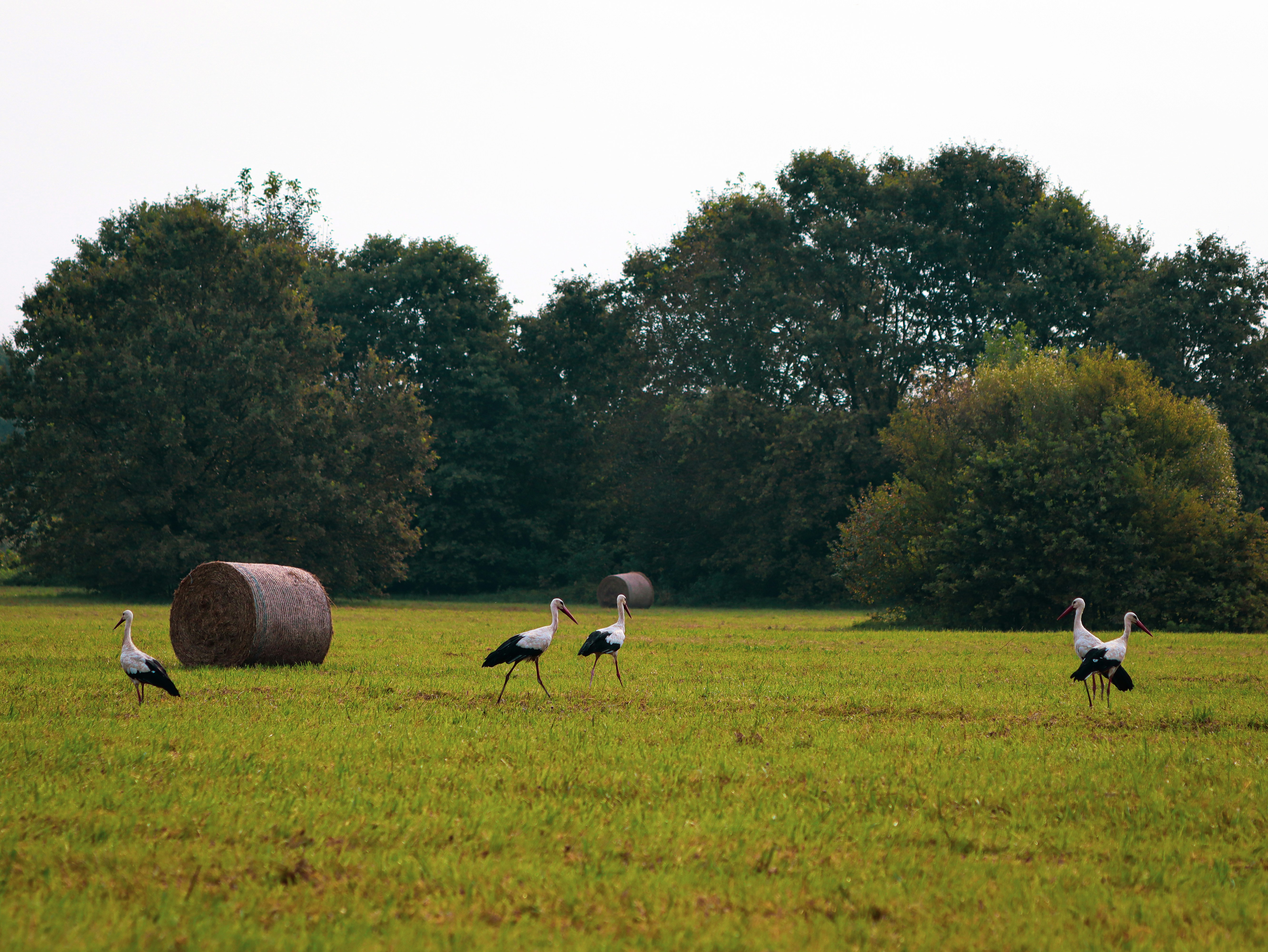 Five White Storks Patrol a Sunlit Meadow Near a Quiet Forest